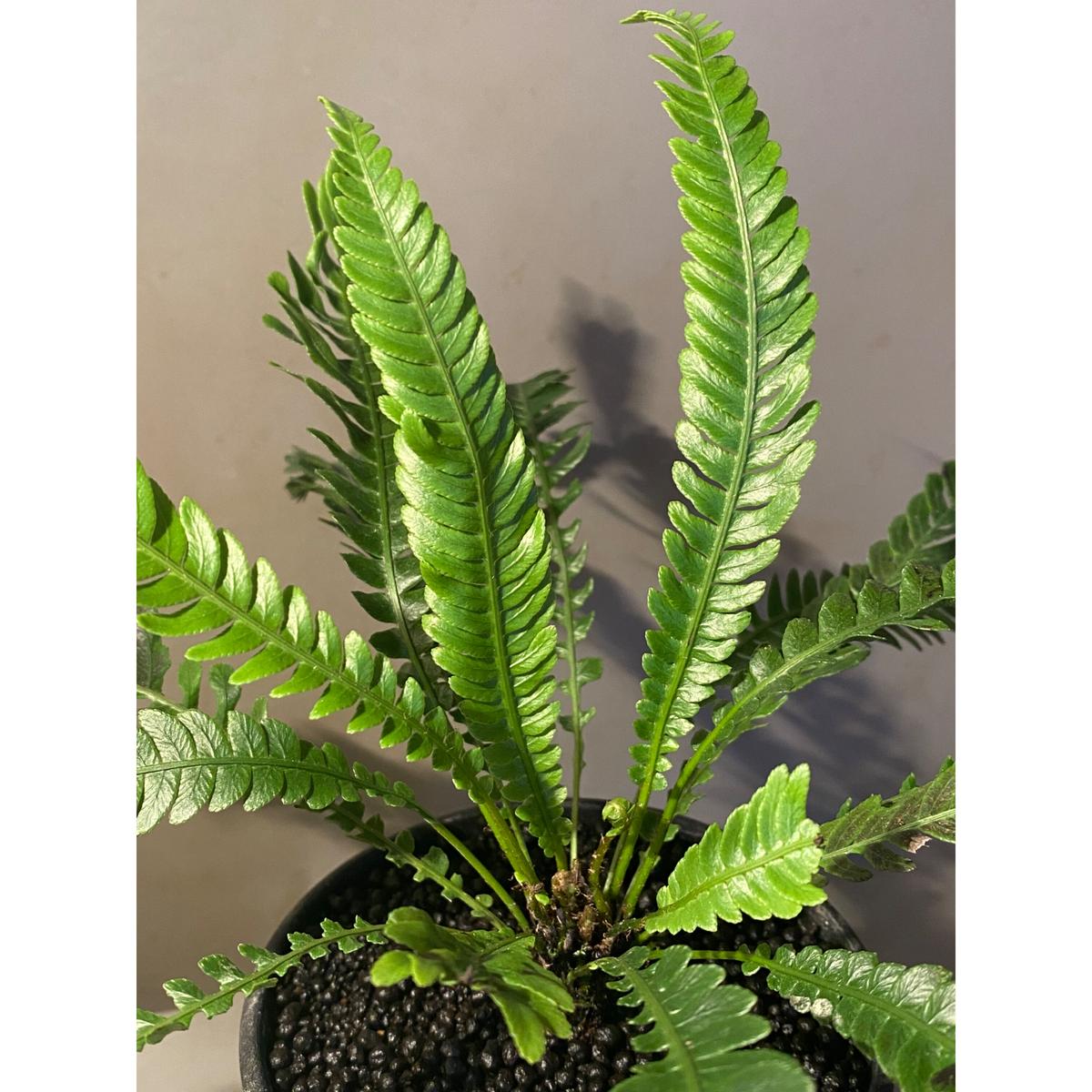 (大株) Blechnum obtusatum var. obtusatum from New...