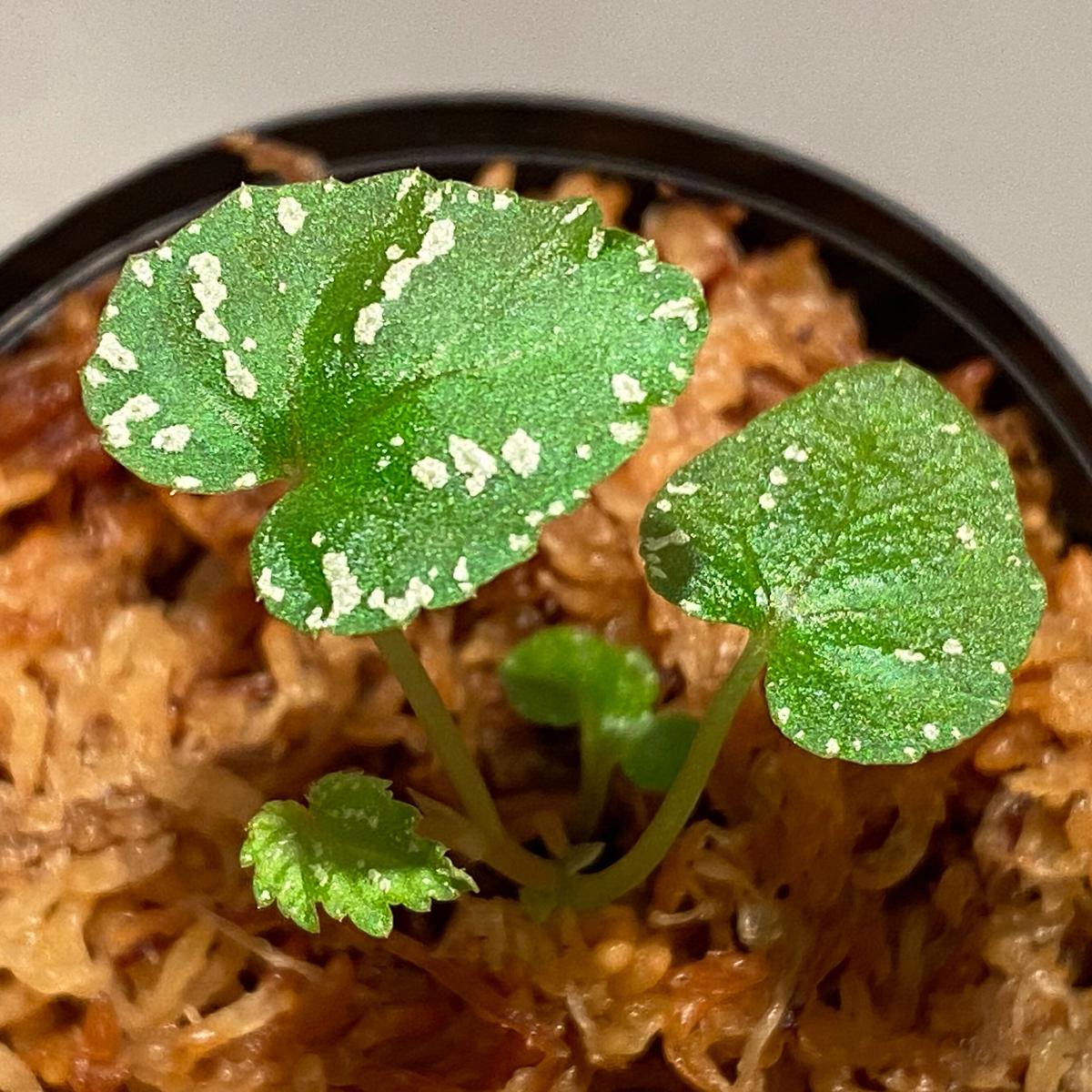 Begonia handelii var. prostrata from Viet Nam