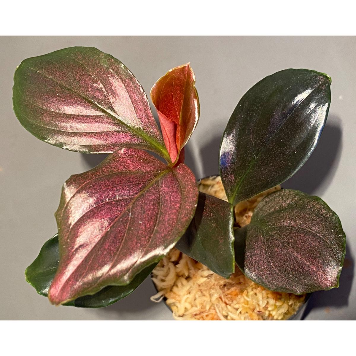 Rhodospatha sp. from Ecuador [tanakay] | M・R・G・R