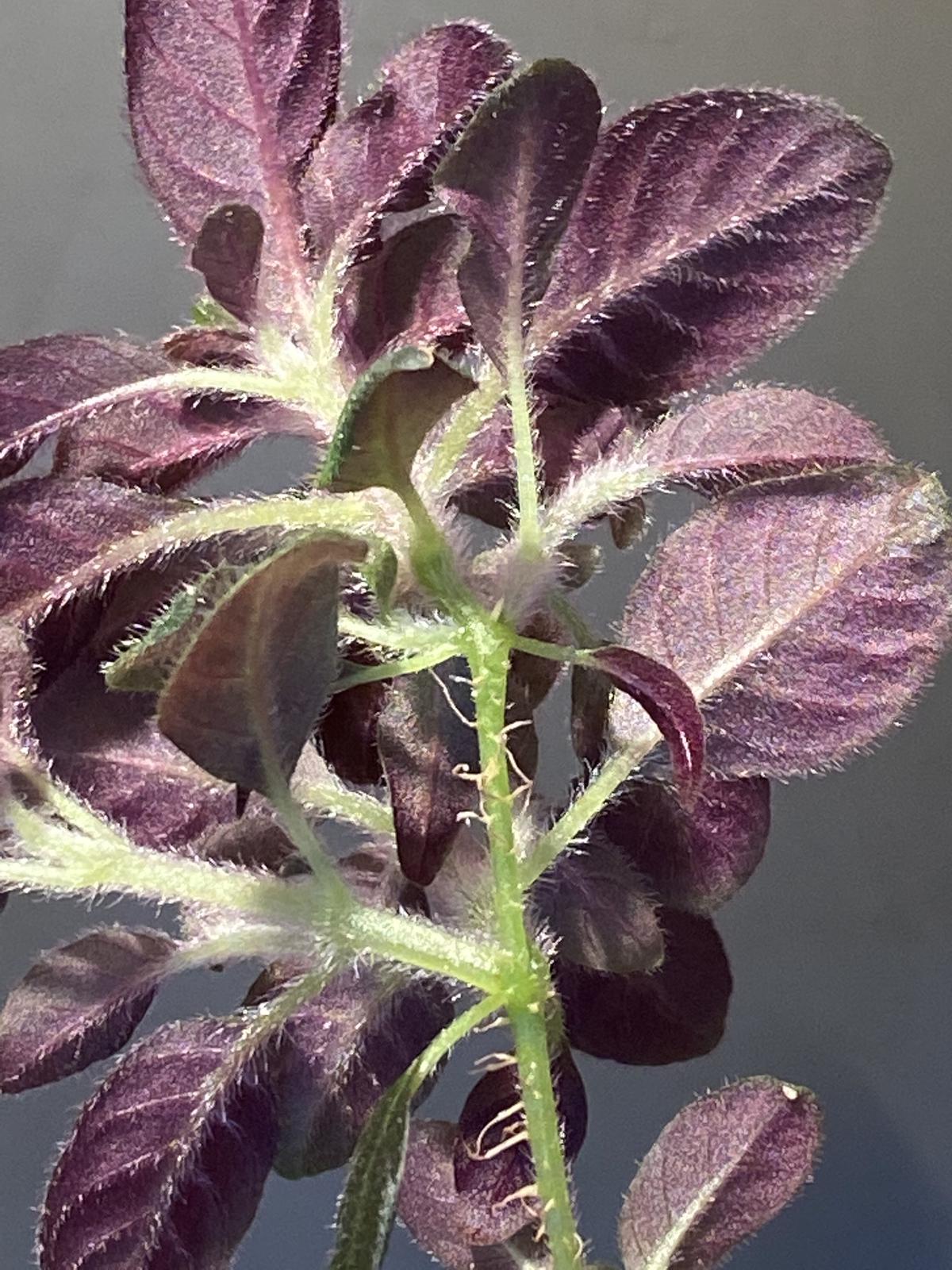 Codonoboea cf. pumila from Padang sumatera [LA1...