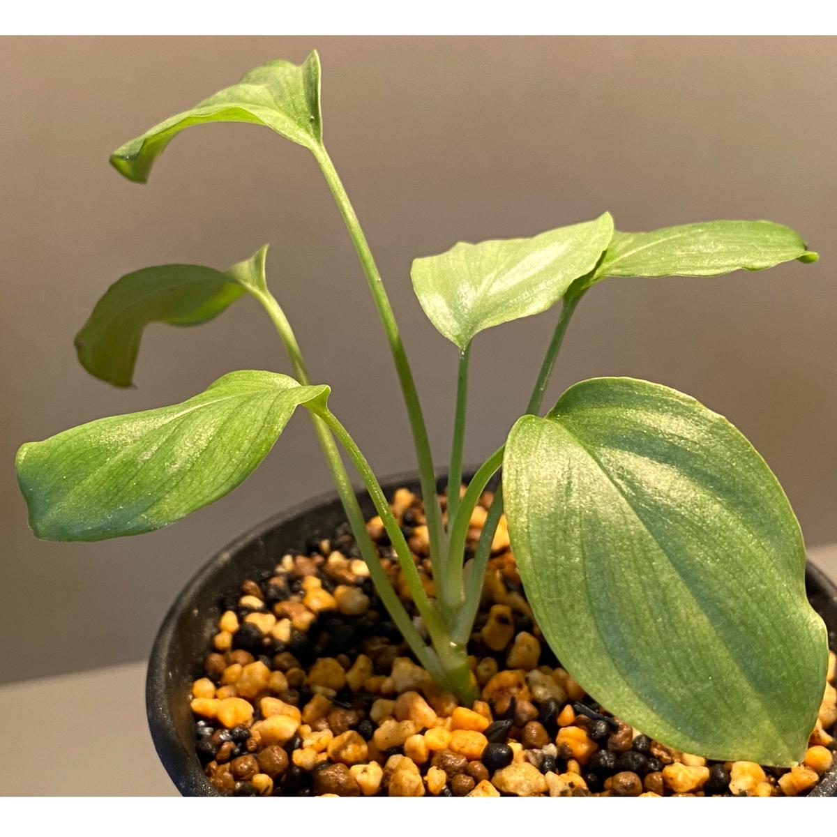 Homalomena sp. from Medan | M・R・G・R