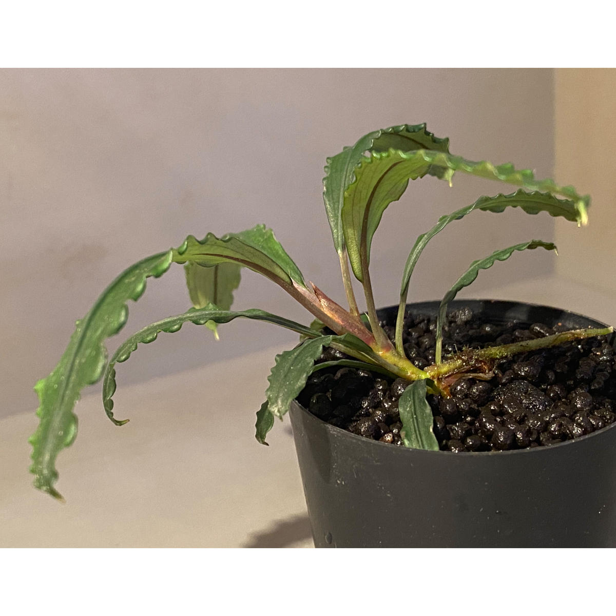 Bucephalandra sp. "Crocodile" | M・R・G・R