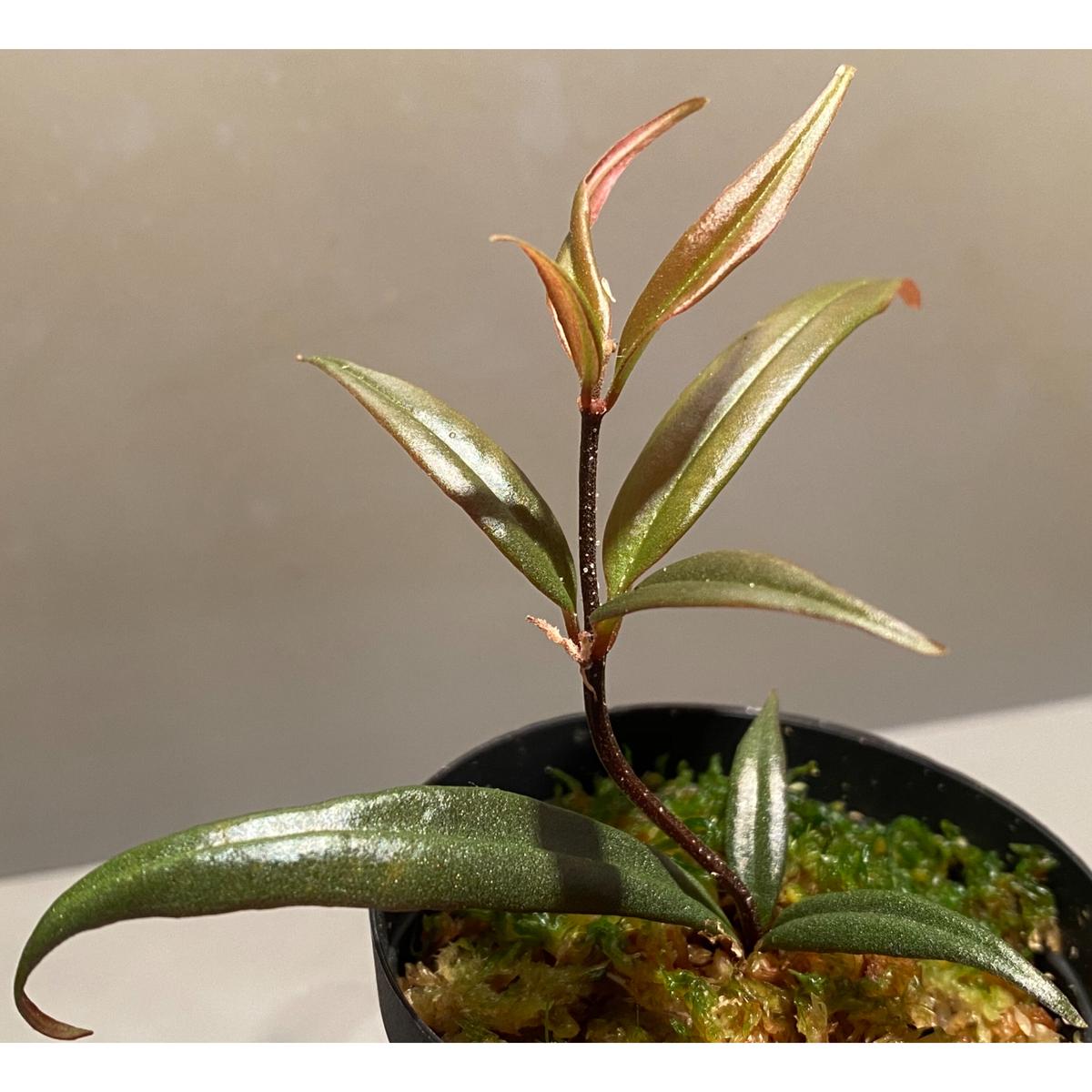 Medinilla sp. from Bukidnon 1.300m Mindanao Phi...