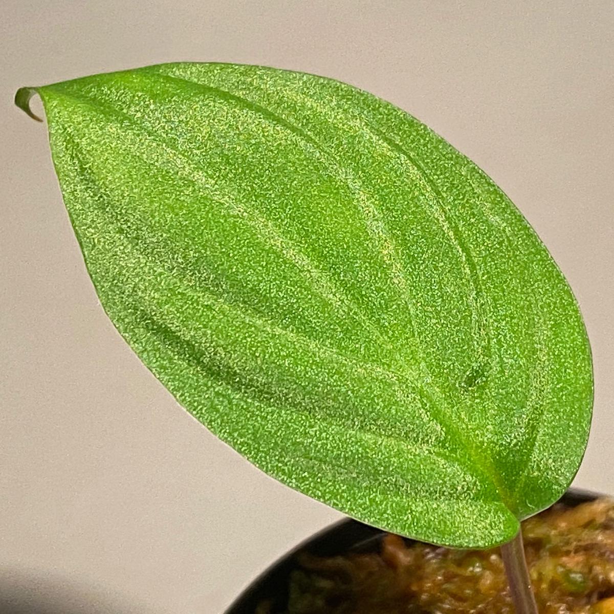 Homalomena sp. from Ranau [TK210217] | M・R・G・R