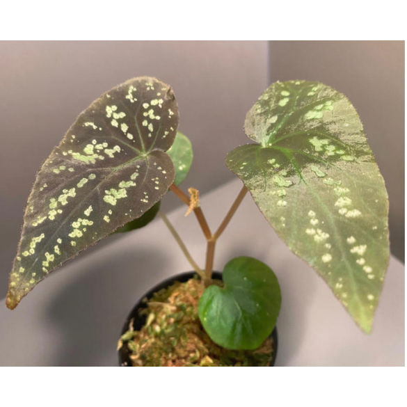 Begonia Variabilis from Dabong [TK150717] | M・R...