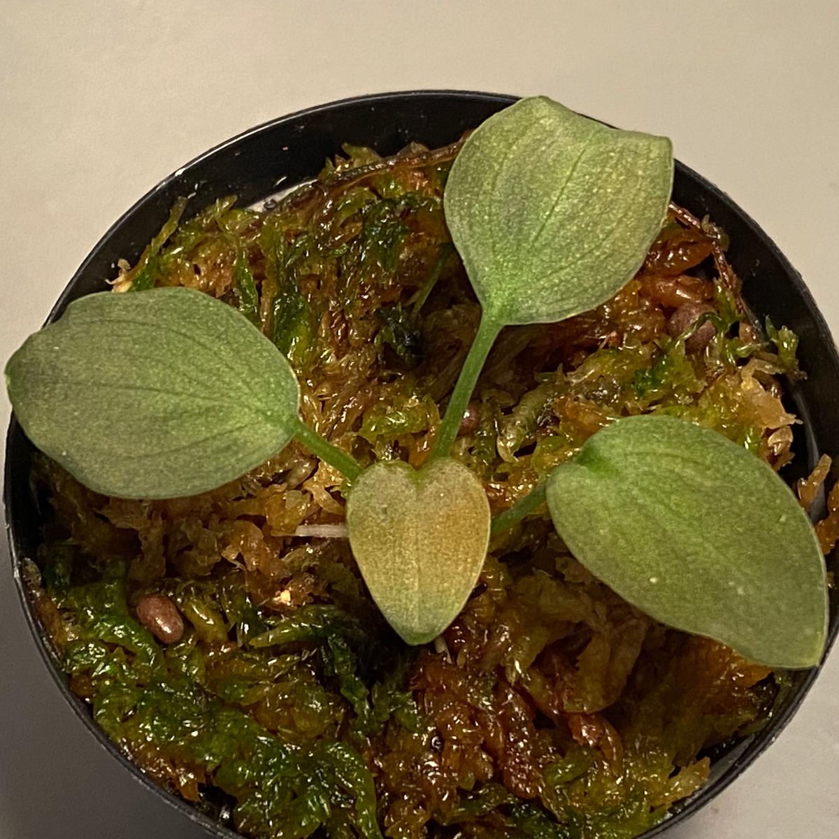 Homalomena sp. "Pink Velvet" from Kepulauan Ria...