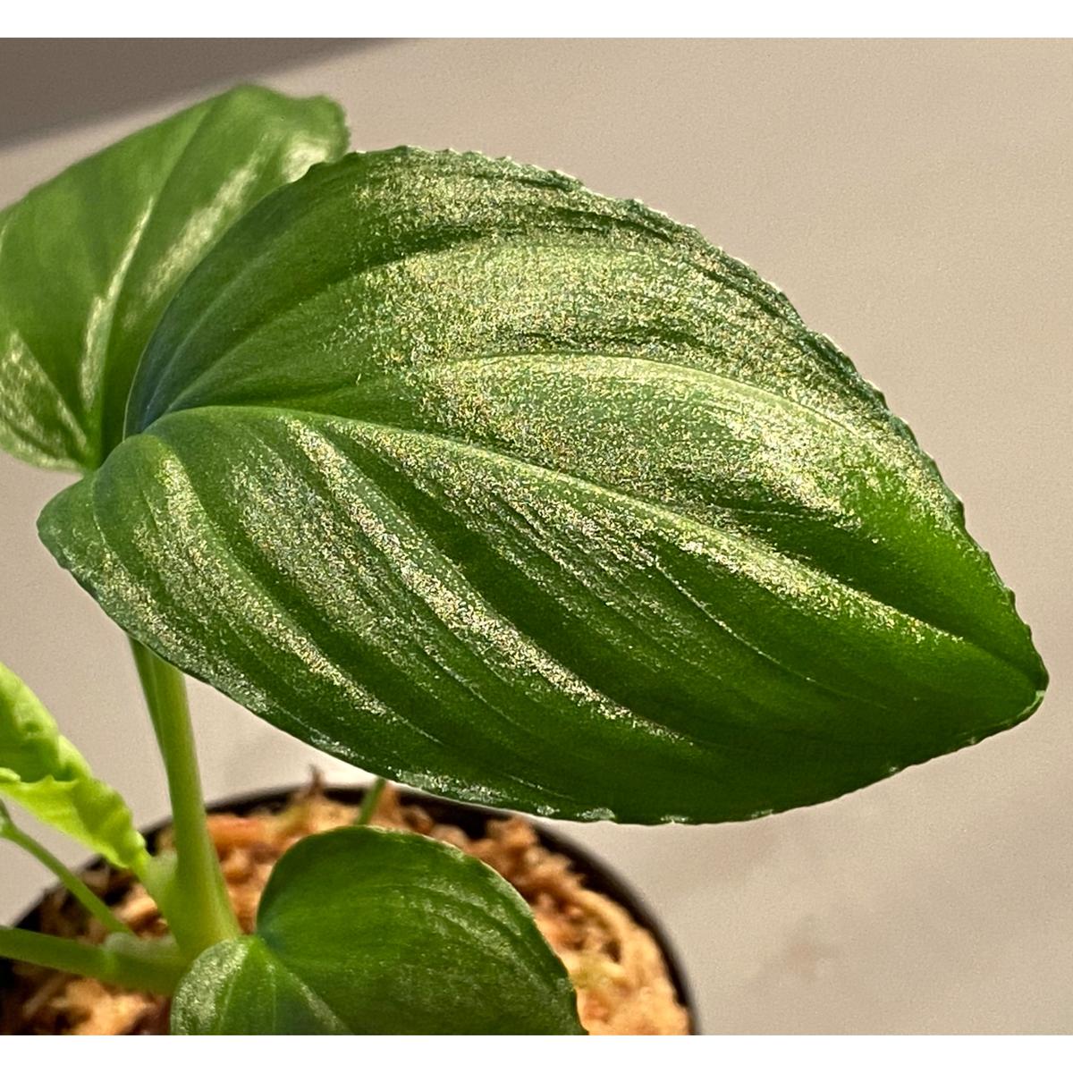 Homalomena sp. "Emerald Silver × ?" wf1 from Ke...