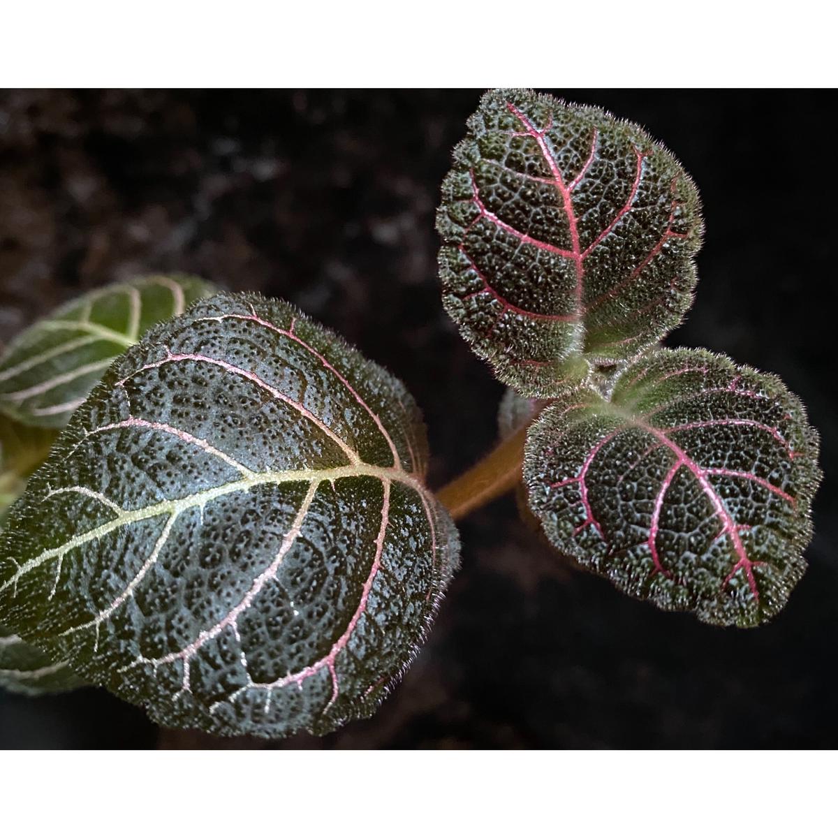 Pearcea hypocyrtiflora from South America | M・R...