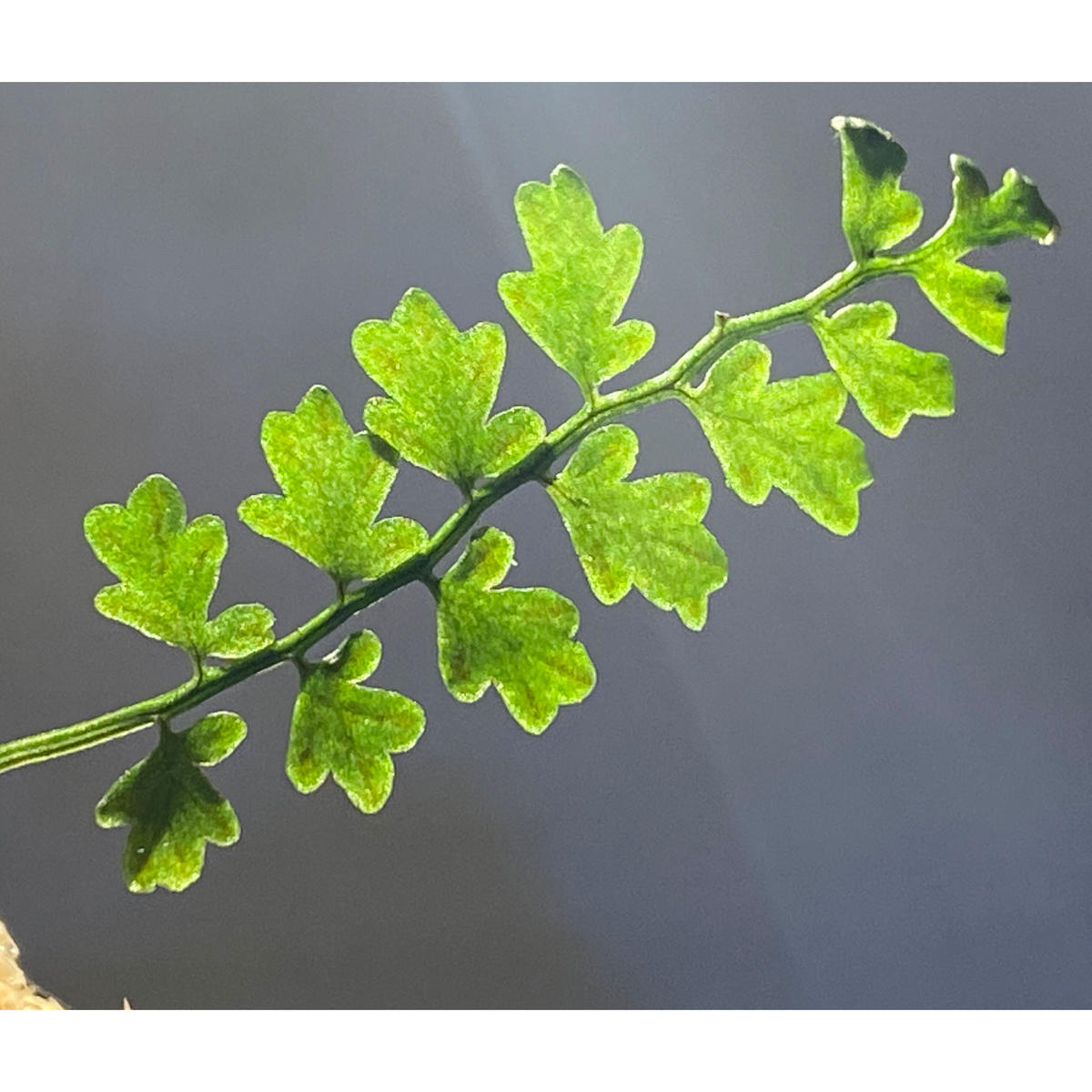 Asplenium quitense from Ecuador 東京ドームらん展購入増殖株