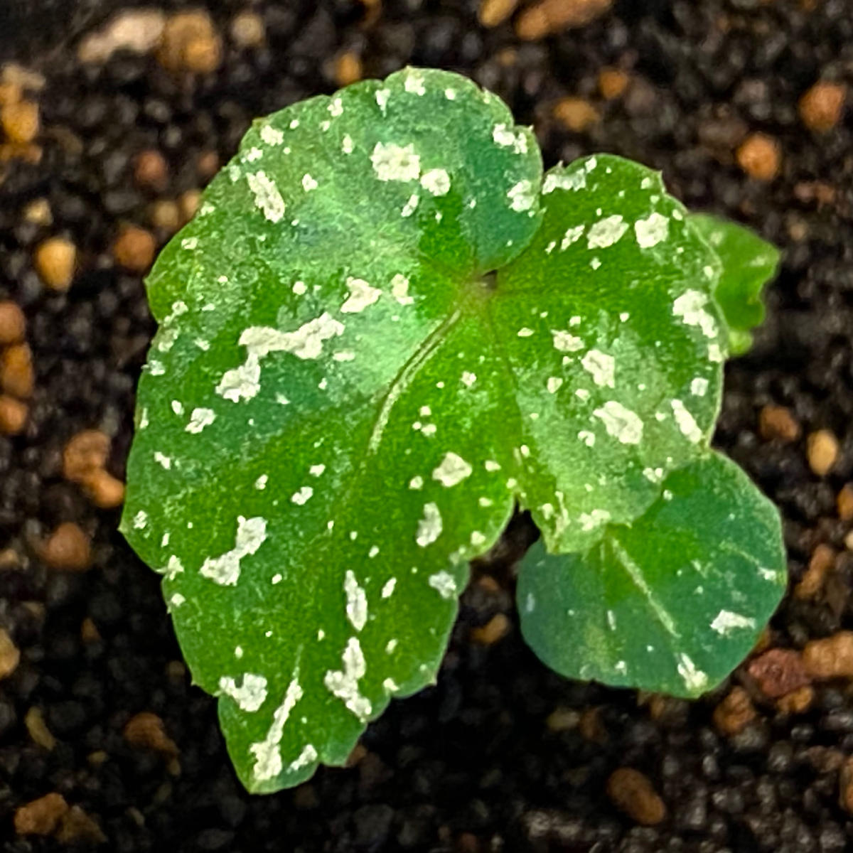 Begonia handelii var. prostrata from Viet Nam