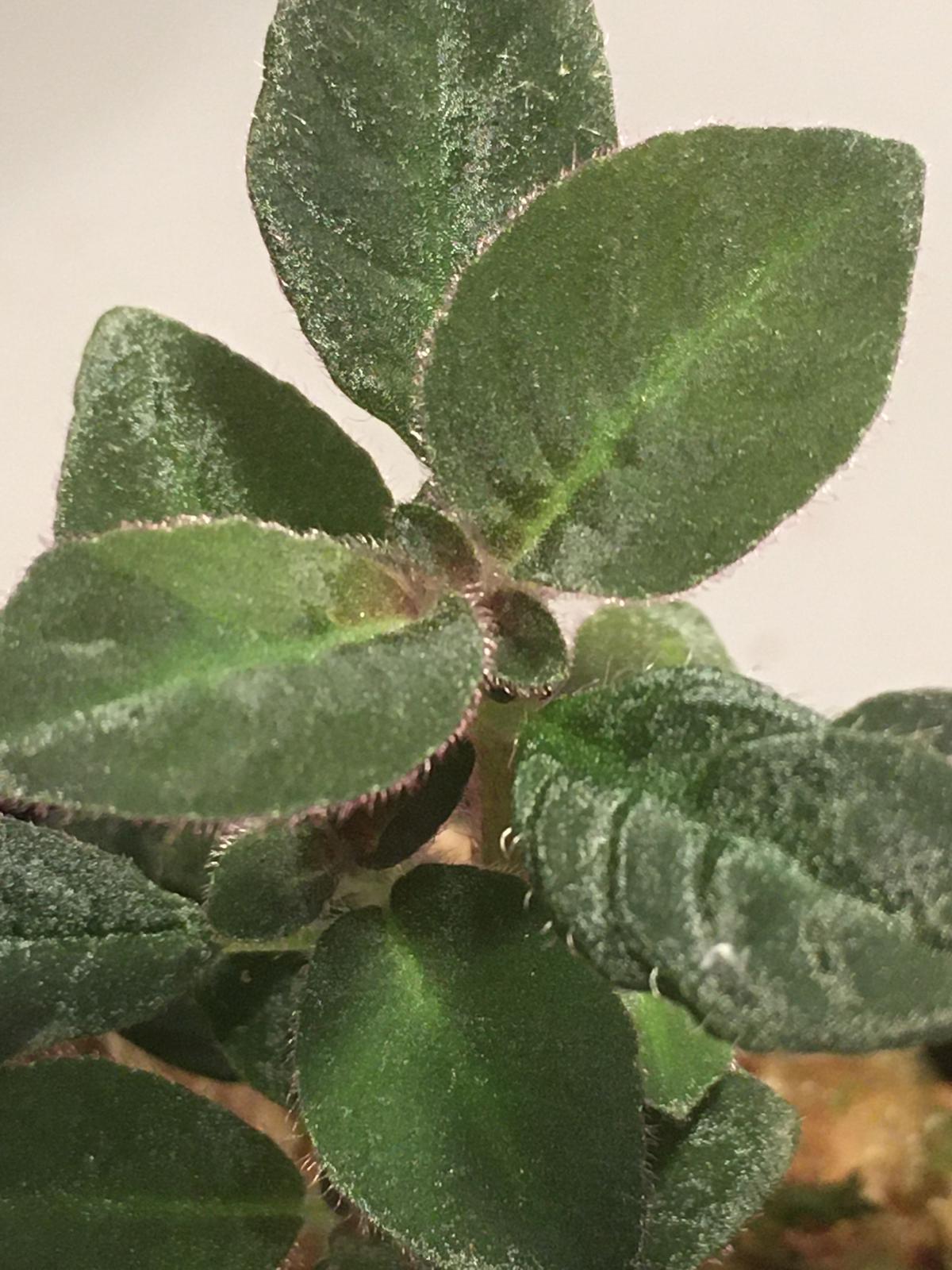 Codonoboea cf. pumila from Padang sumatera [LA1...