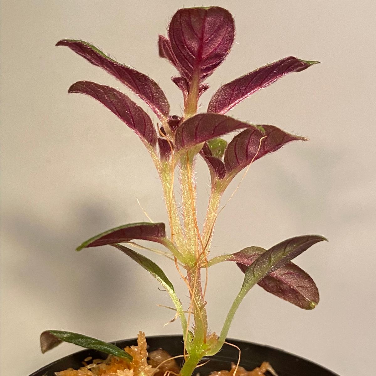 Codonoboea cf. pumila from Padang sumatera [LA1...