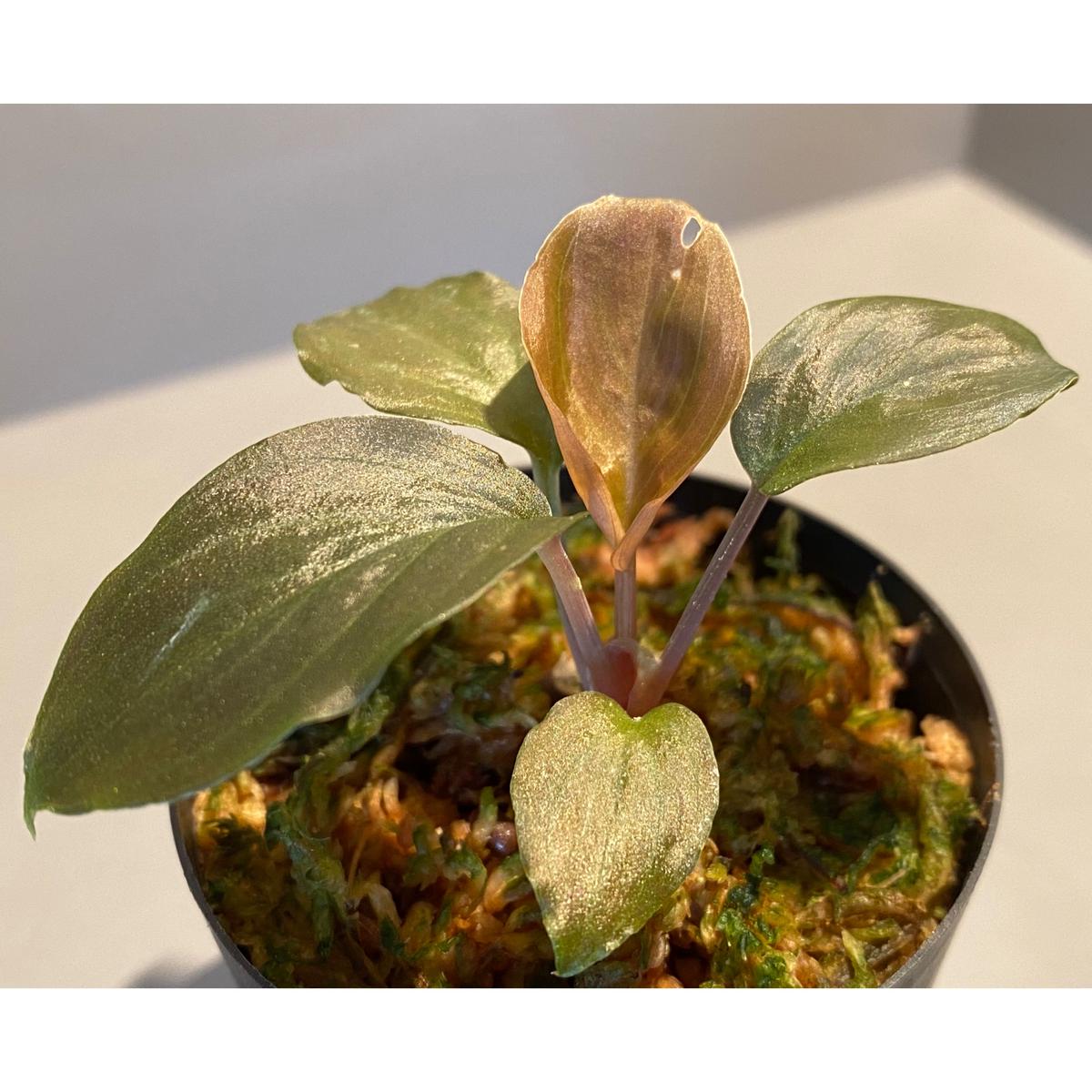 Homalomena sp. "Red Velvet × ?" from Kepulauan ...