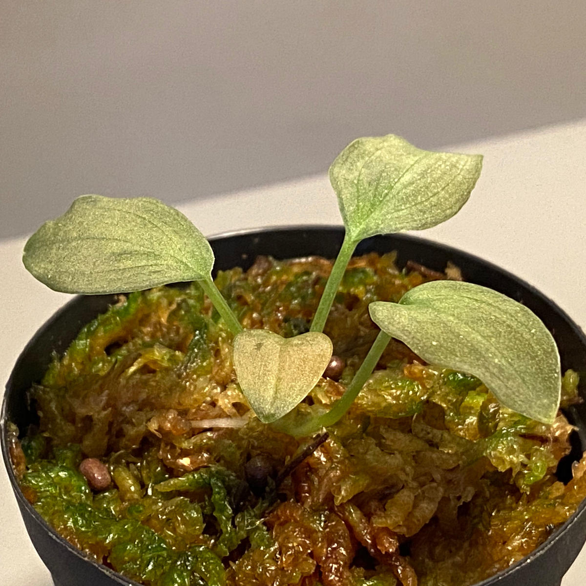 Homalomena sp. "Pink Velvet" from Kepulauan Ria...