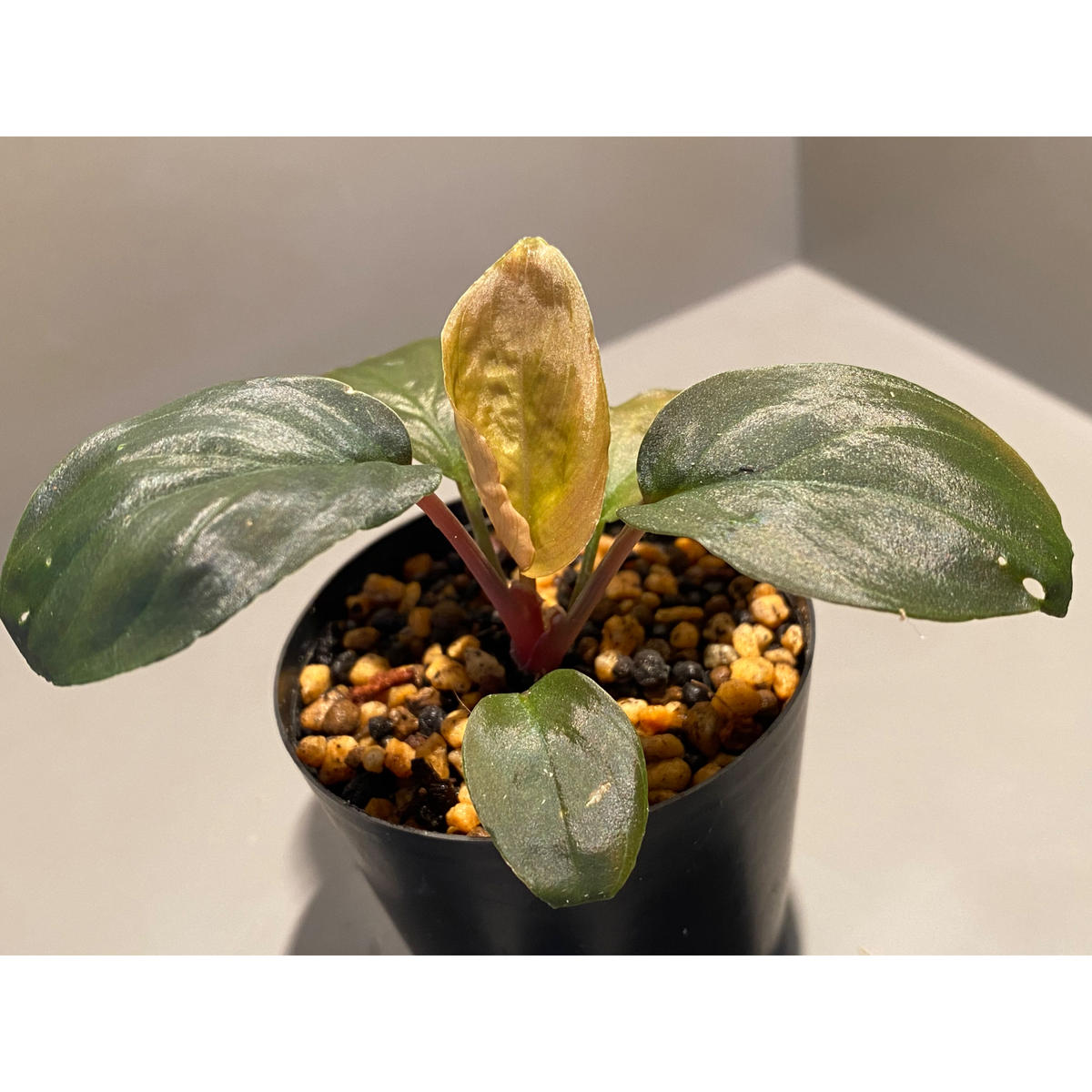 Homalomena sp. "Red Velvet × ?" from Kepulauan ...