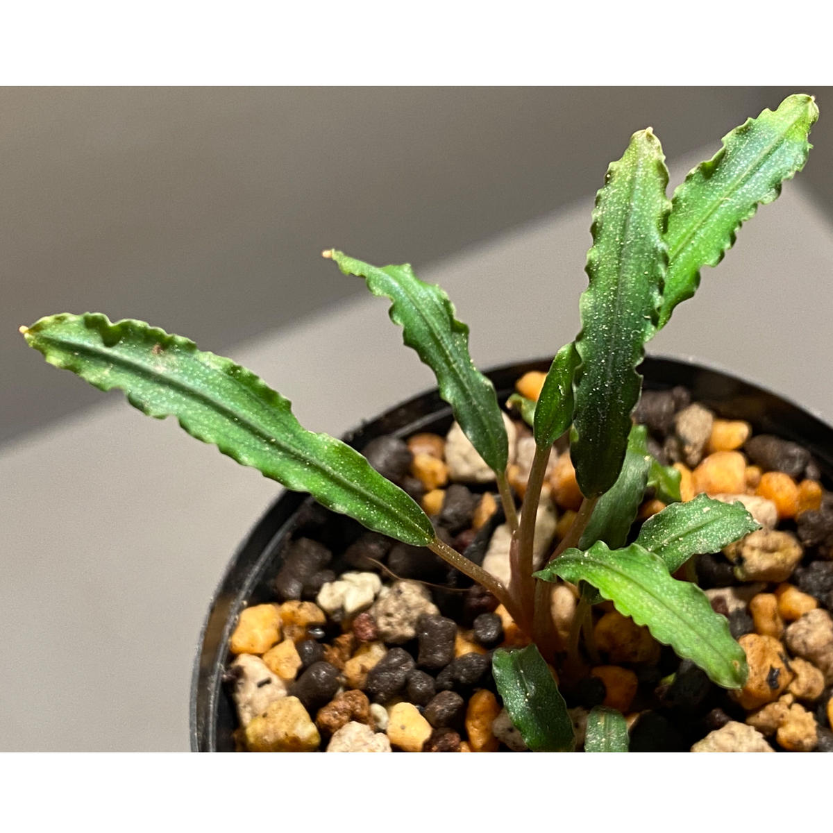 Bucephalandra sp. "Mangat" [MF0417-2A] | M・R・G・R