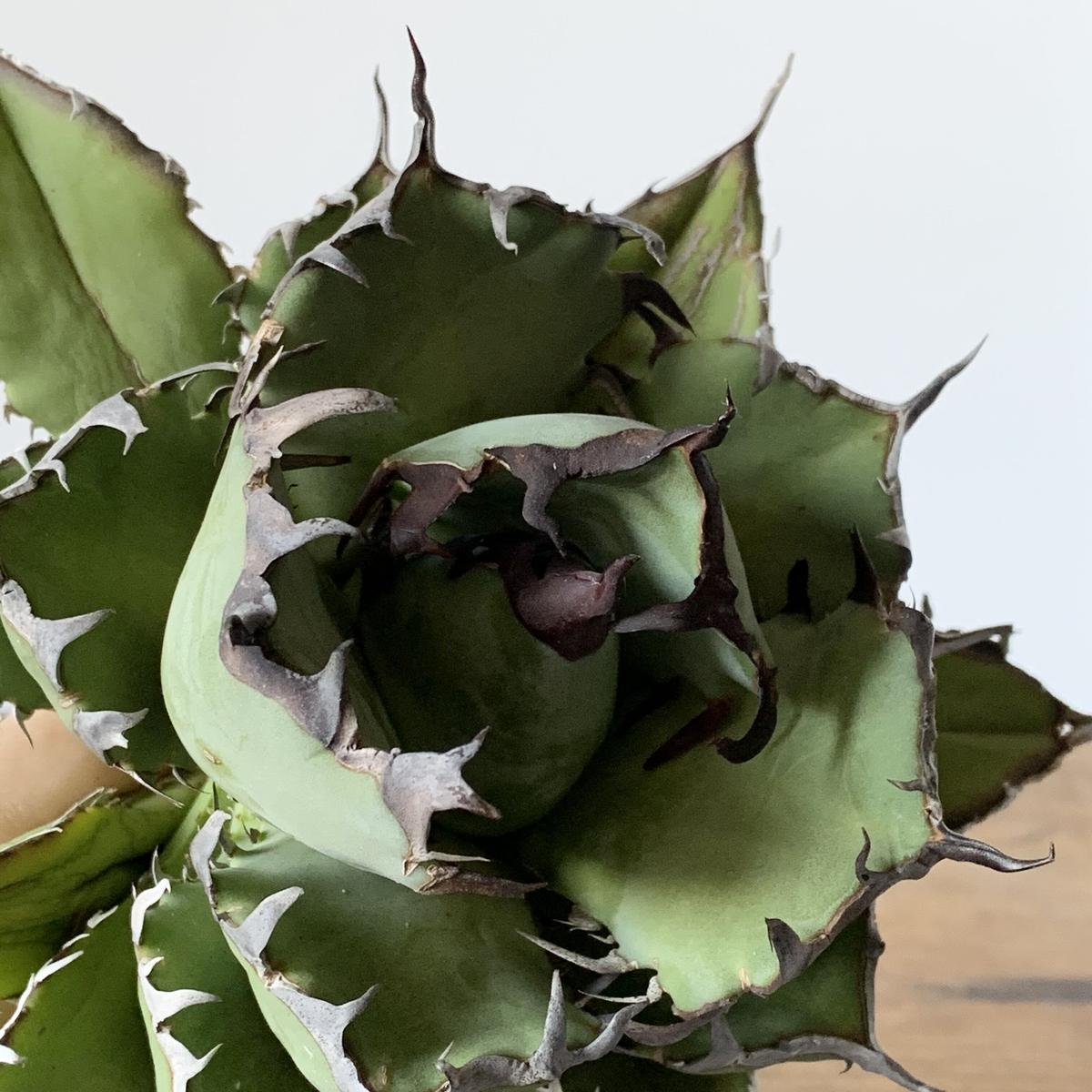 Agave Titanota 黒鯨 | CALL of PLANTS