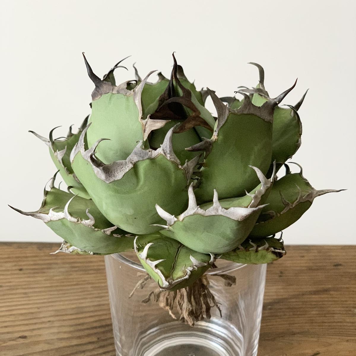 Agave Titanota 黒鯨 | CALL of PLANTS