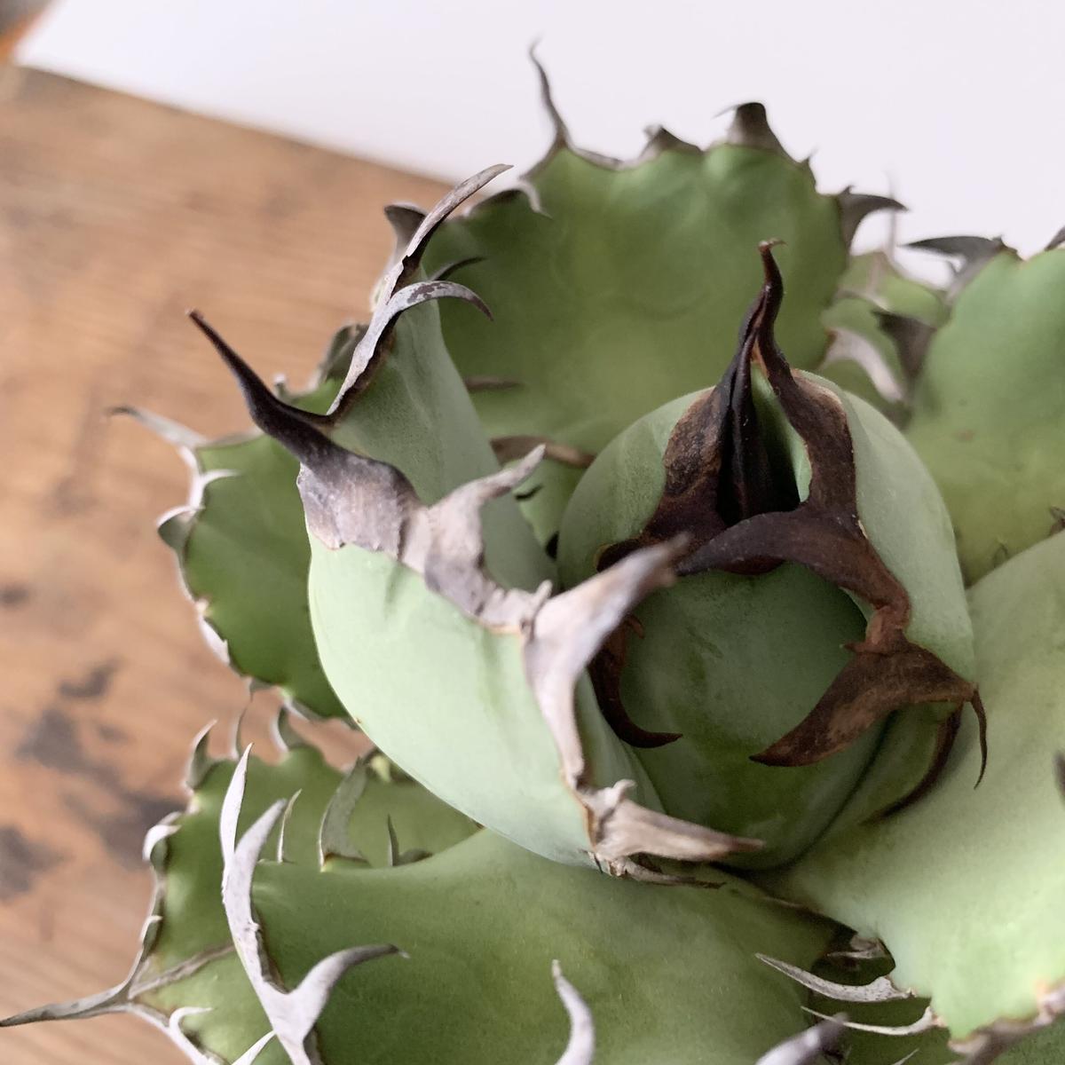 Agave Titanota 黒鯨 | CALL of PLANTS