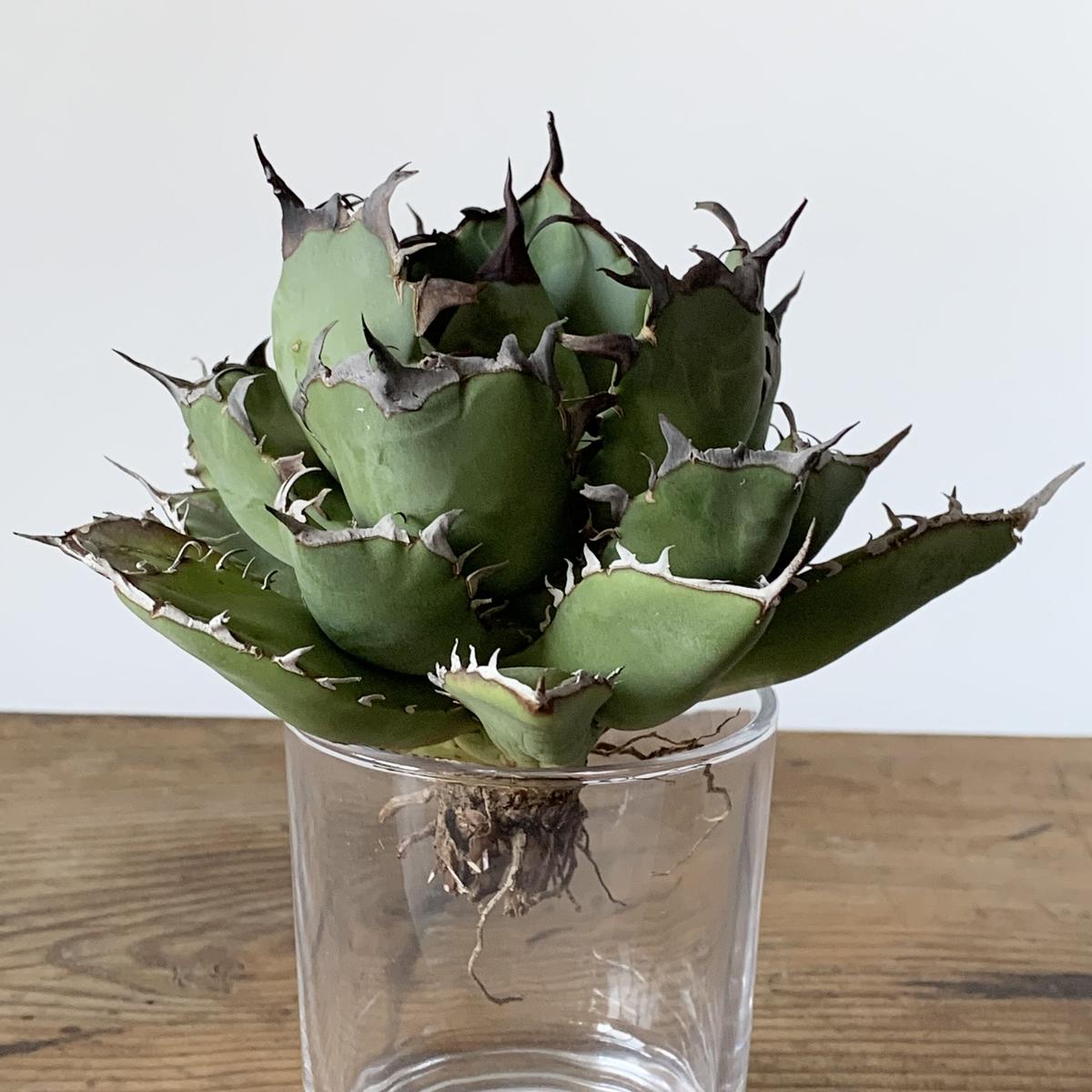Agave Titanota 黒鯨 | CALL of PLANTS