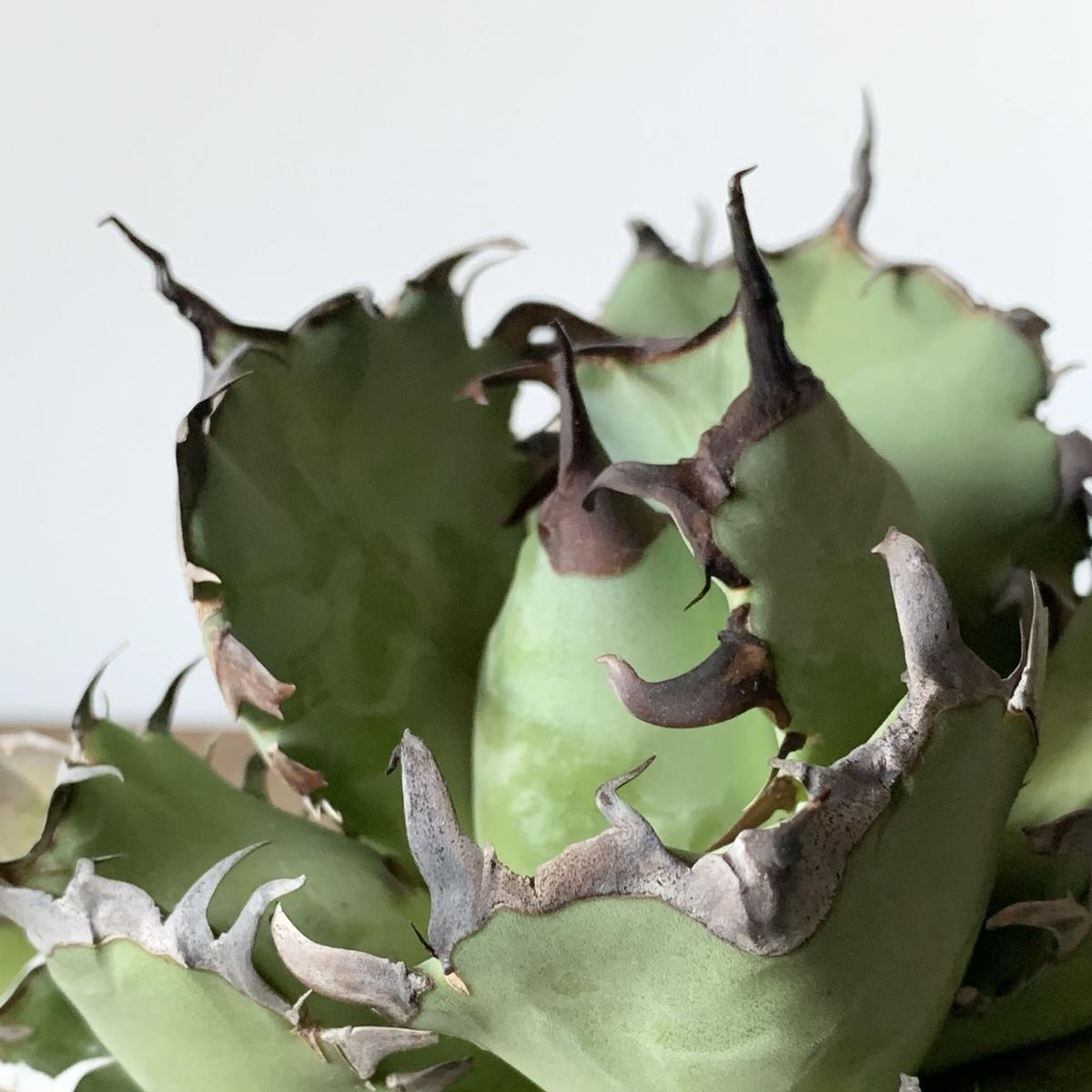 Agave Titanota 黒鯨 | CALL of PLANTS
