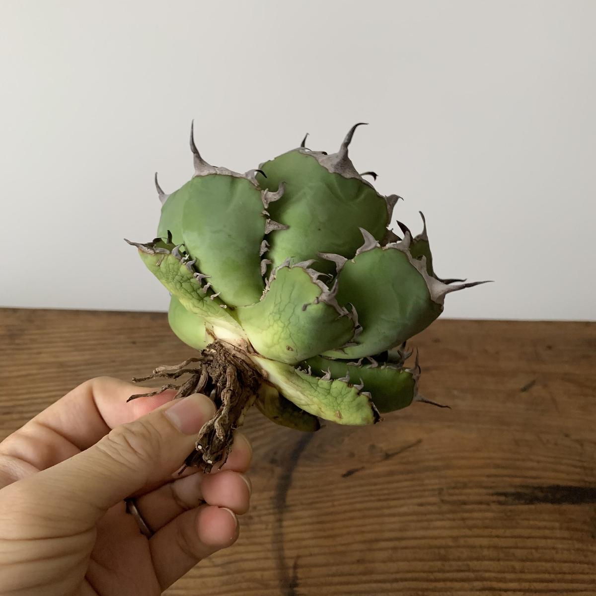 Agave Titanota 黒鯨 | CALL of PLANTS