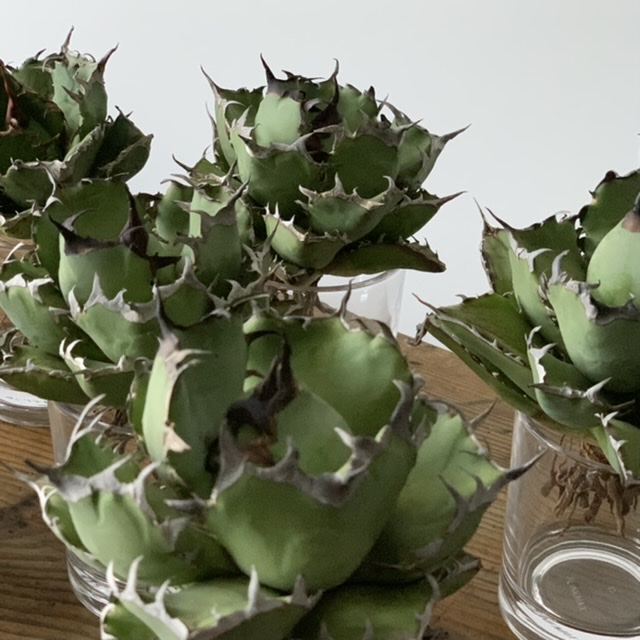 商品名について | CALL of PLANTS