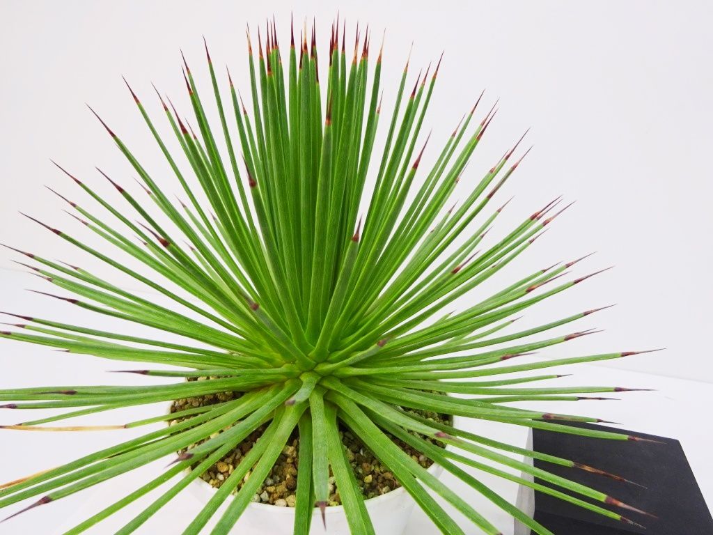 Agave gracielae アガベ 姫吹上 (和製姫吹上) | THE GREEN HOU...