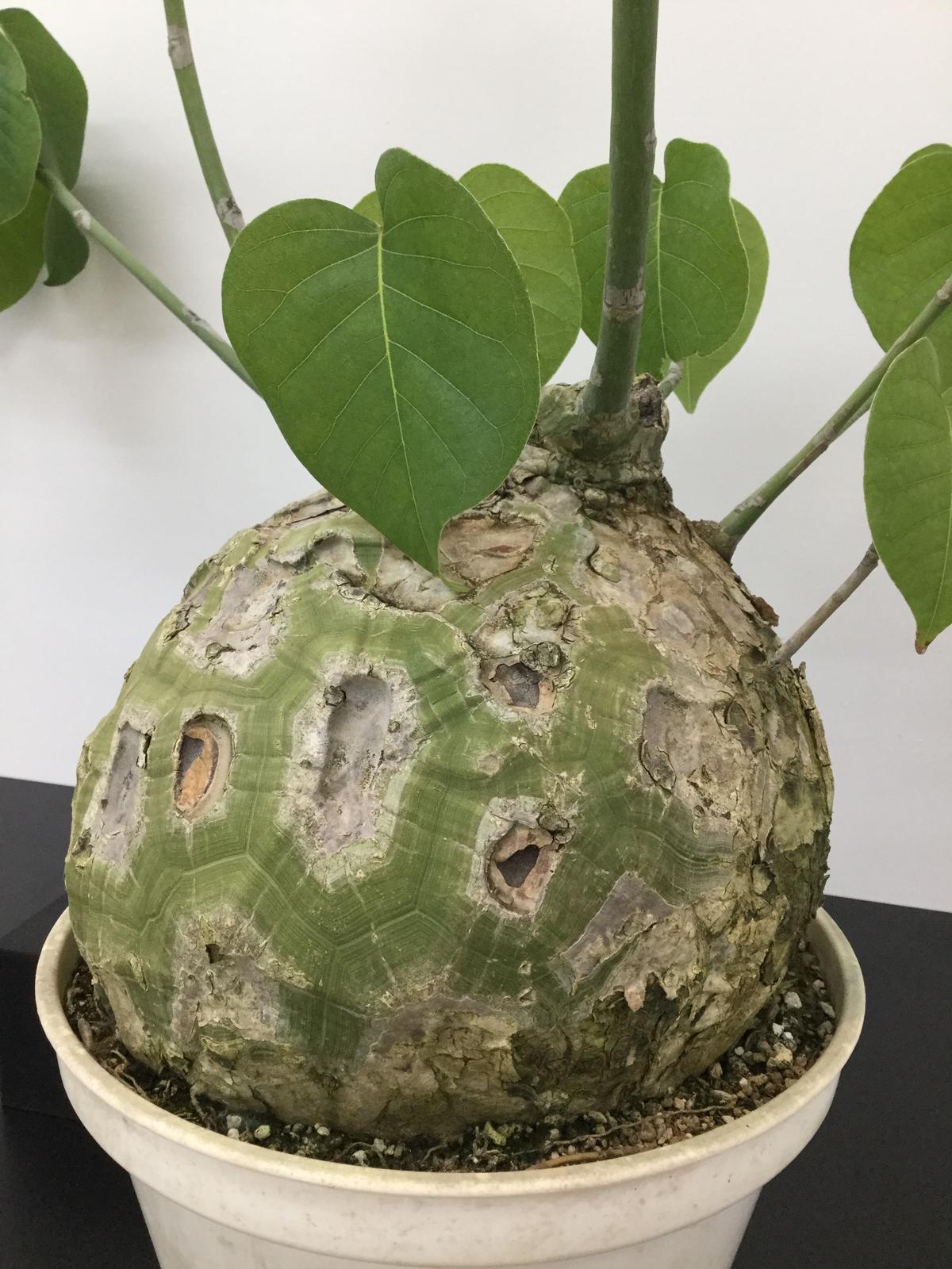 Bombax ellipticum ボンバックス エリプティクム ⑭ | THE GREEN ...