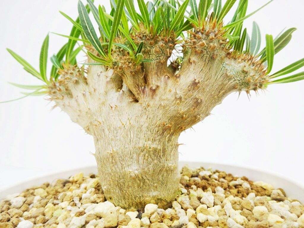 Pachypodium Gracilius Cristata 