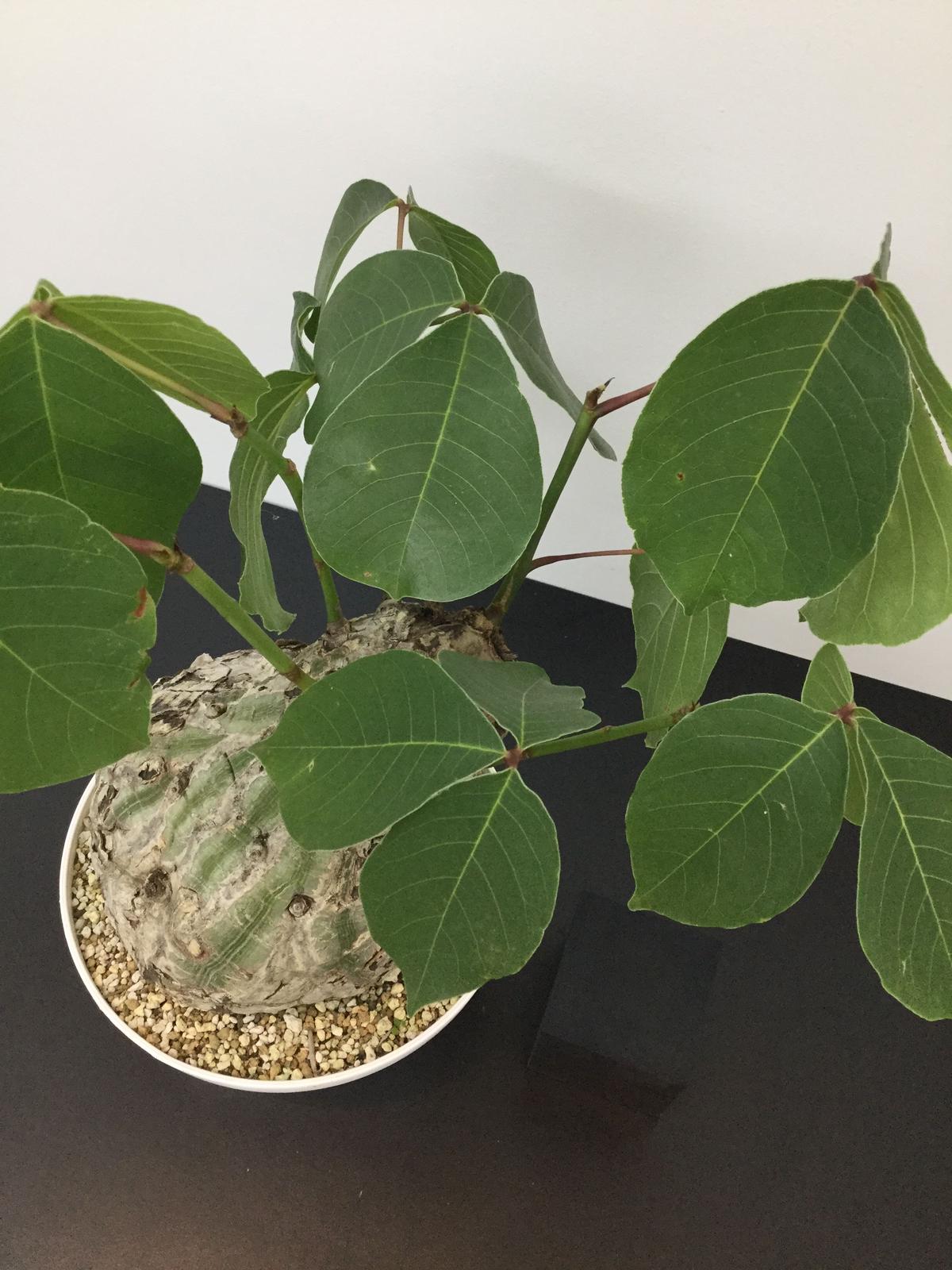 Bombax ellipticum ボンバックス エリプティクム ⑬ | THE GREEN ...