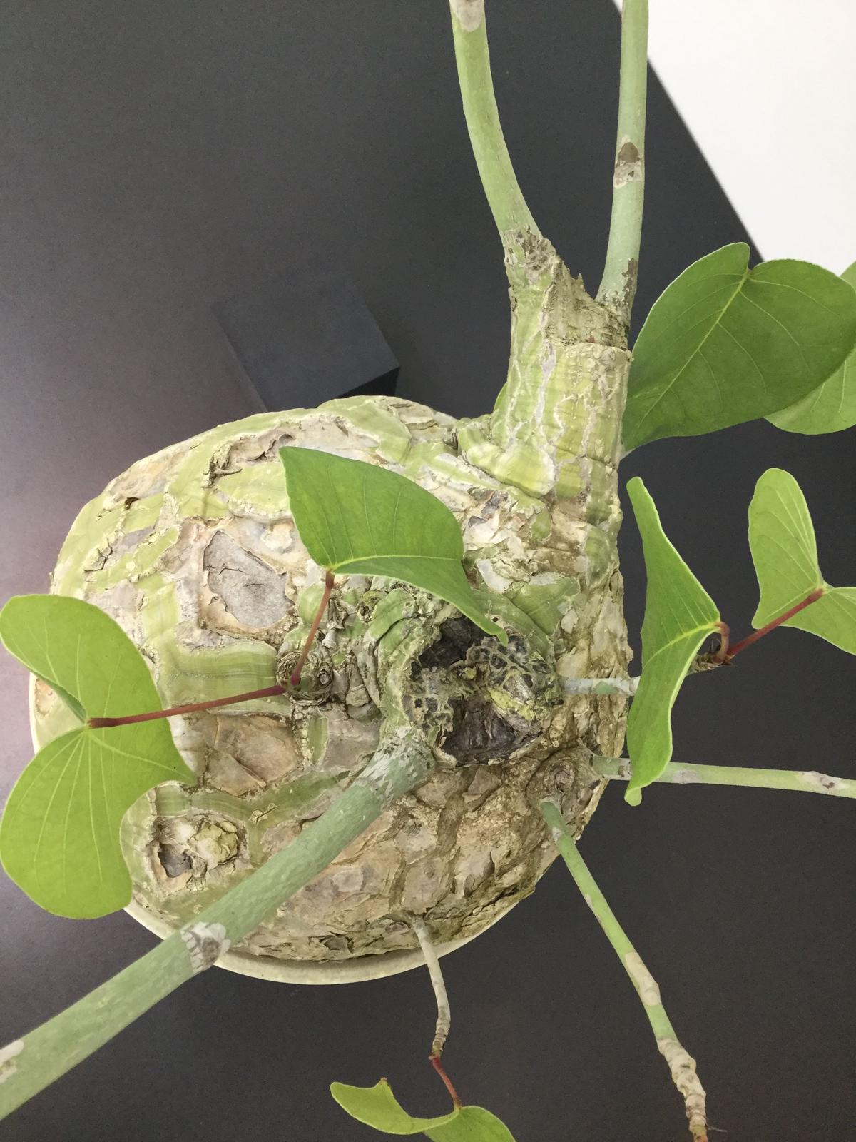 Bombax ellipticum ボンバックス エリプティクム ⑭ | THE GREEN ...