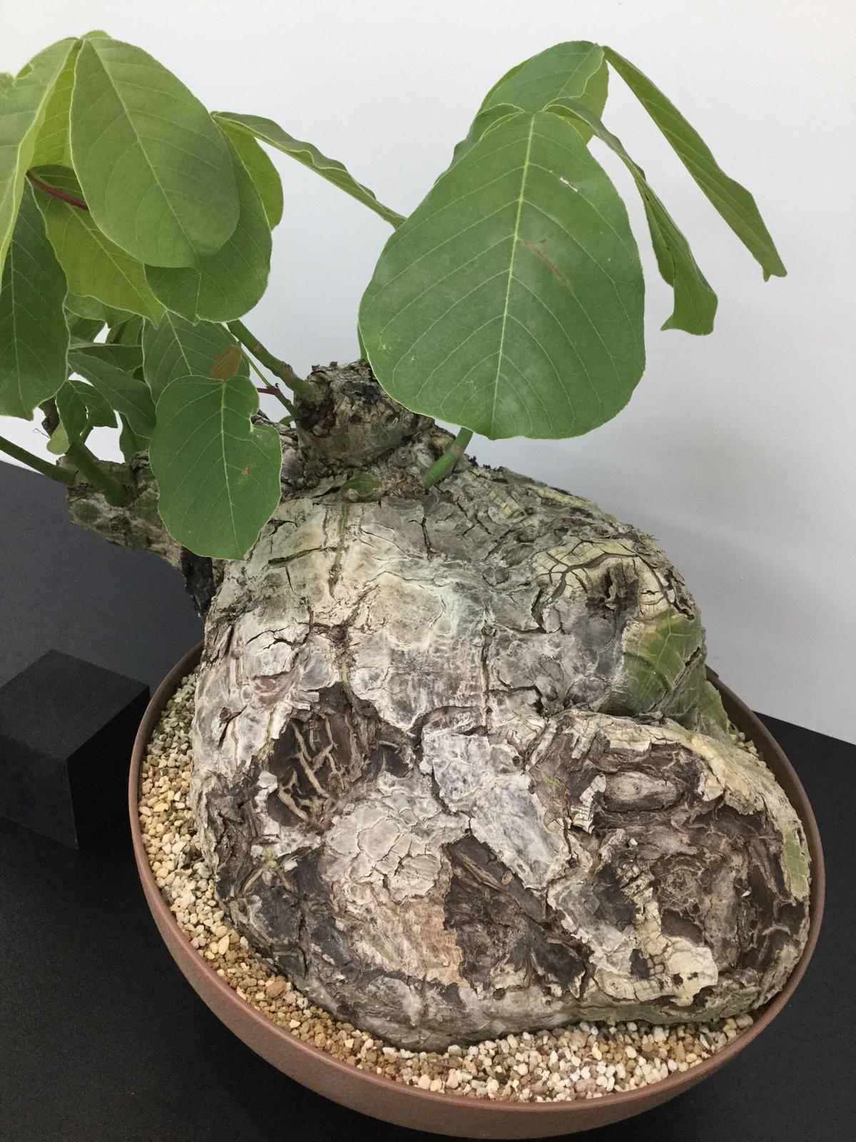 Bombax ellipticum ボンバックス エリプティクム ⑮ | THE GREEN ...