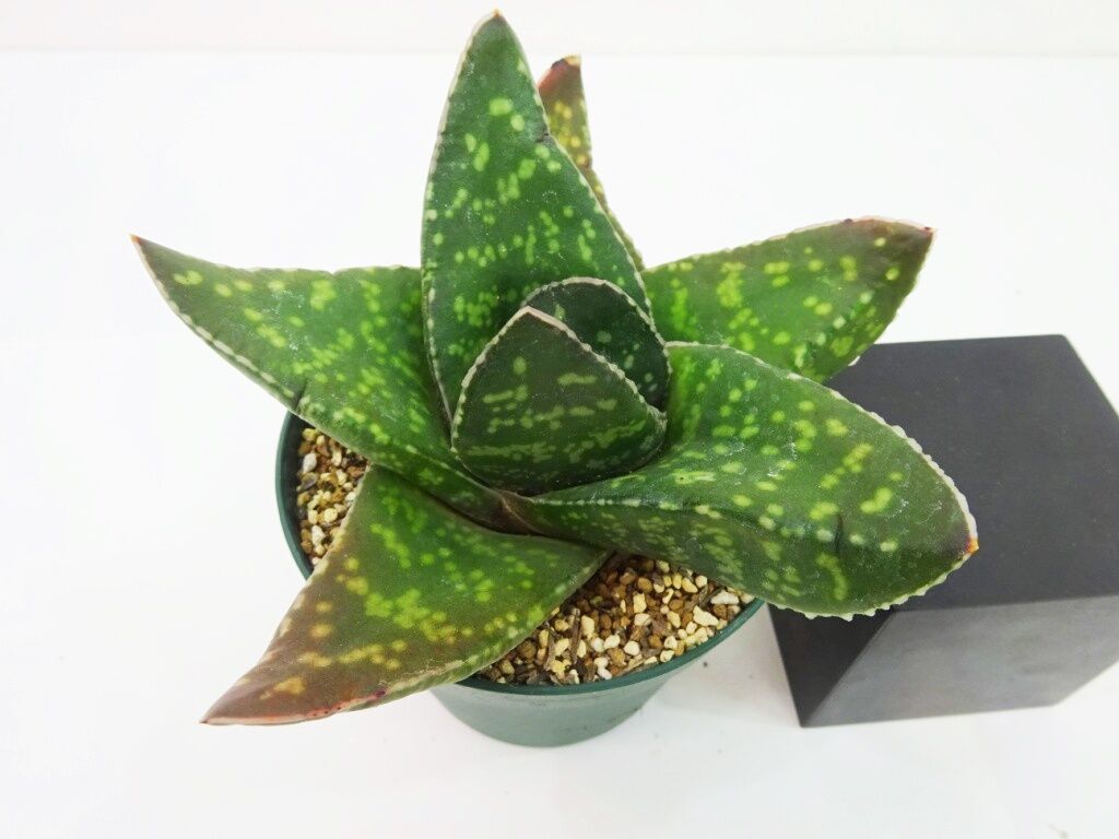 Gasteria excelsa ガステリア エクセルサ 短広葉 達磨 | THE GREEN...