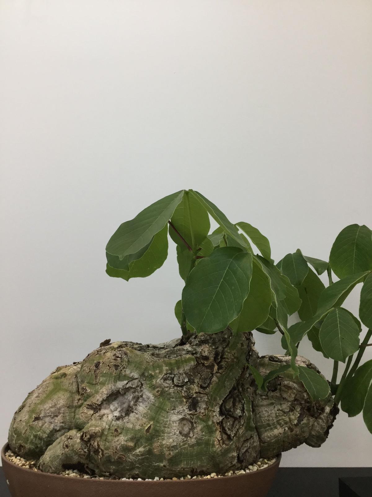 Bombax ellipticum ボンバックス エリプティクム ⑮ | THE GREEN ...