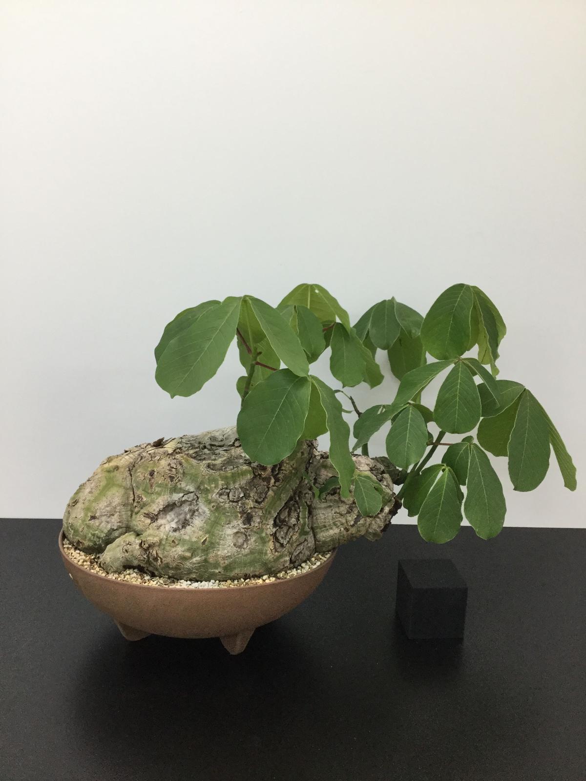 Bombax ellipticum ボンバックス エリプティクム ⑮ | THE GREEN ...