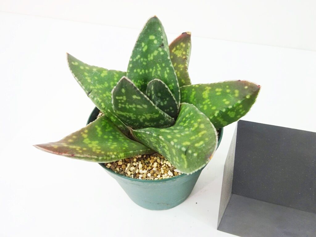 Gasteria excelsa ガステリア エクセルサ 短広葉 達磨 | THE GREEN...