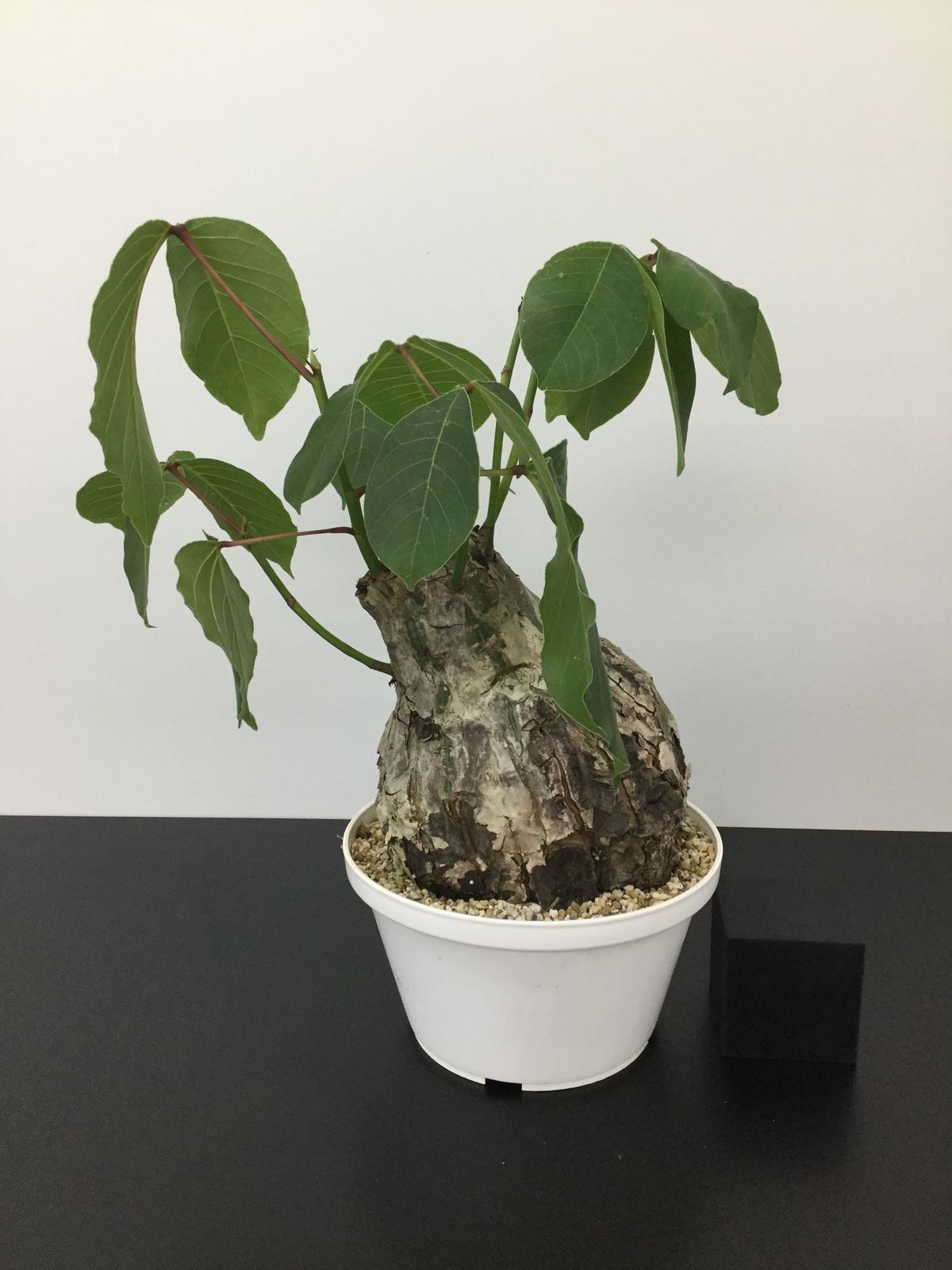 Bombax ellipticum ボンバックス エリプティクム ⑬ | THE GREEN ...