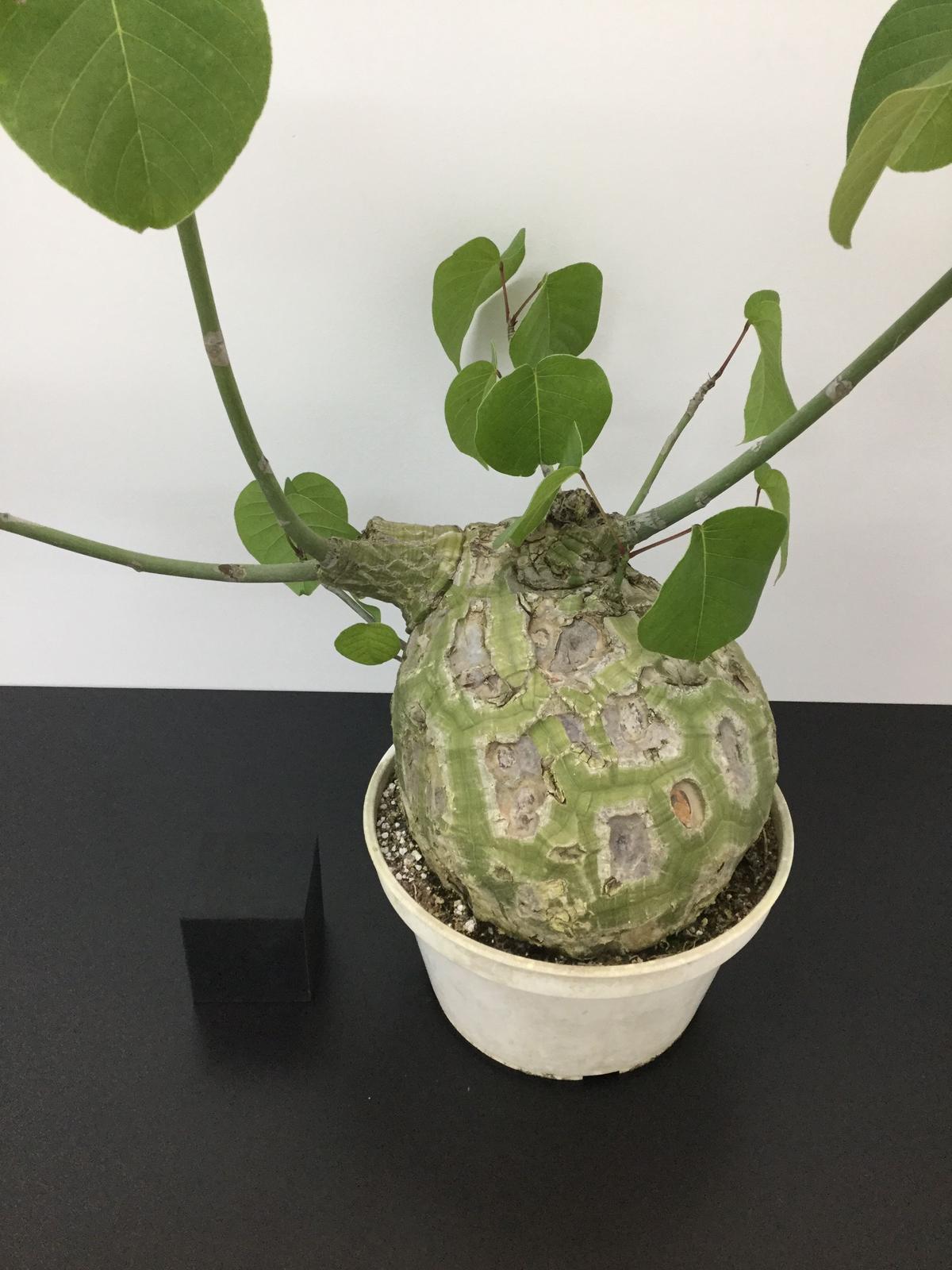 Bombax ellipticum ボンバックス エリプティクム ⑭ | THE GREEN ...