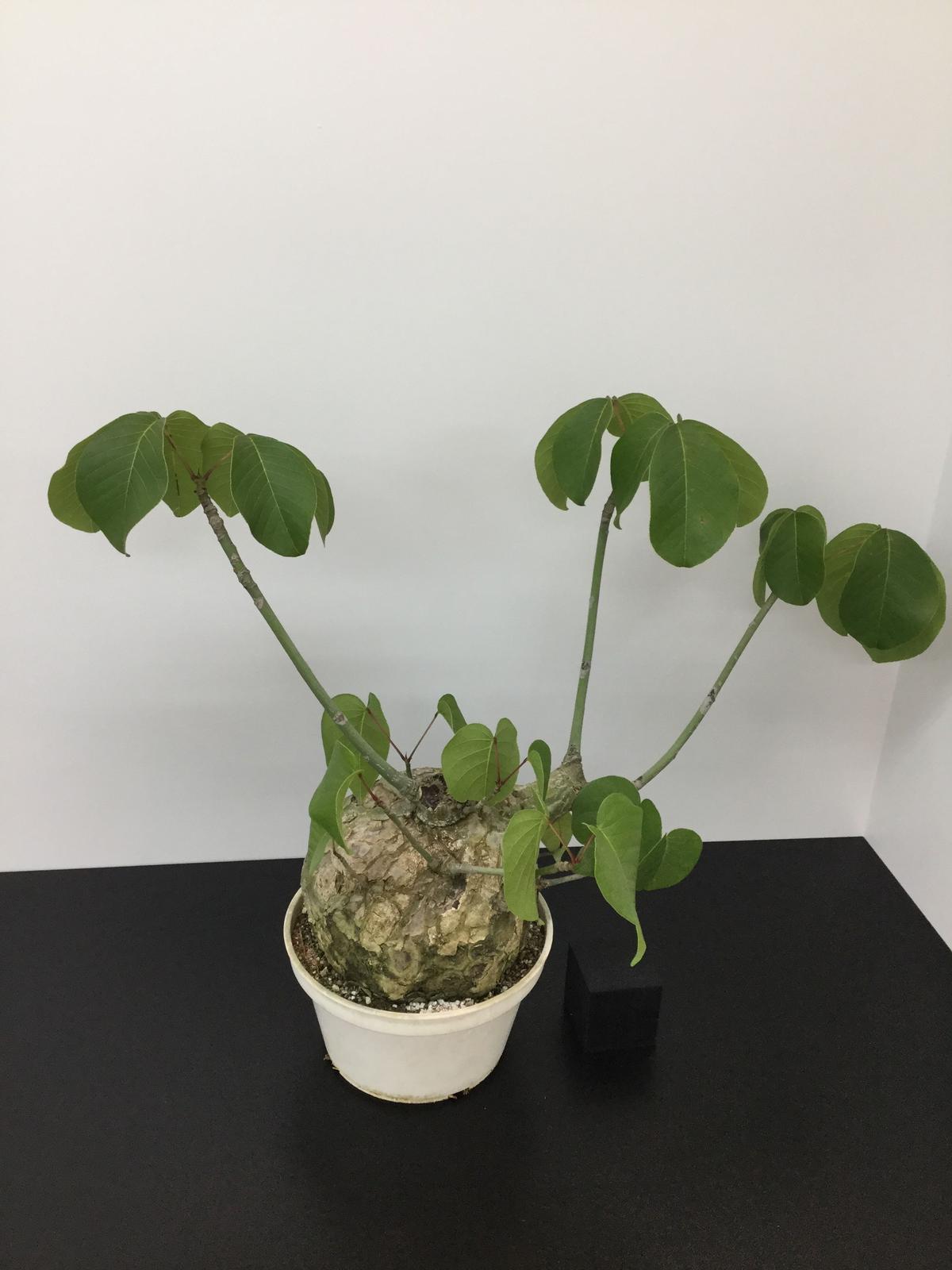 Bombax ellipticum ボンバックス エリプティクム ⑭ | THE GREEN ...