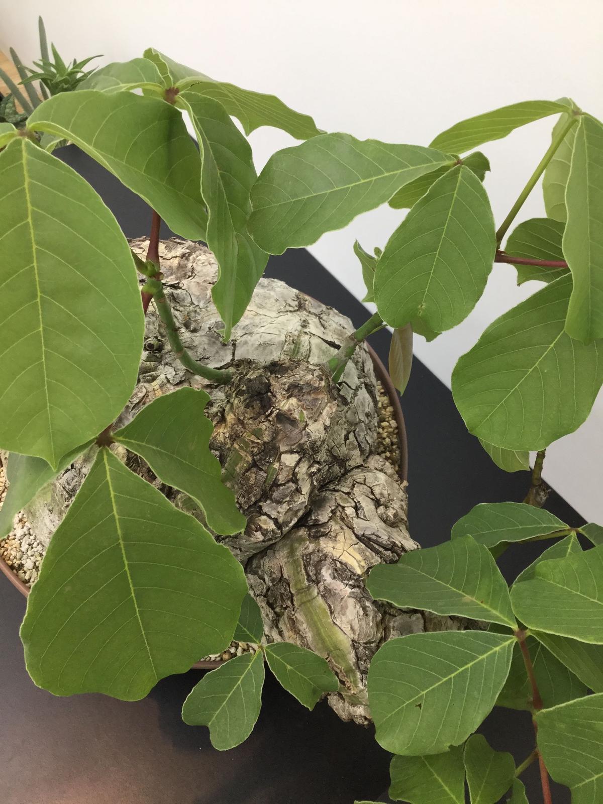 Bombax ellipticum ボンバックス エリプティクム ⑮ | THE GREEN ...