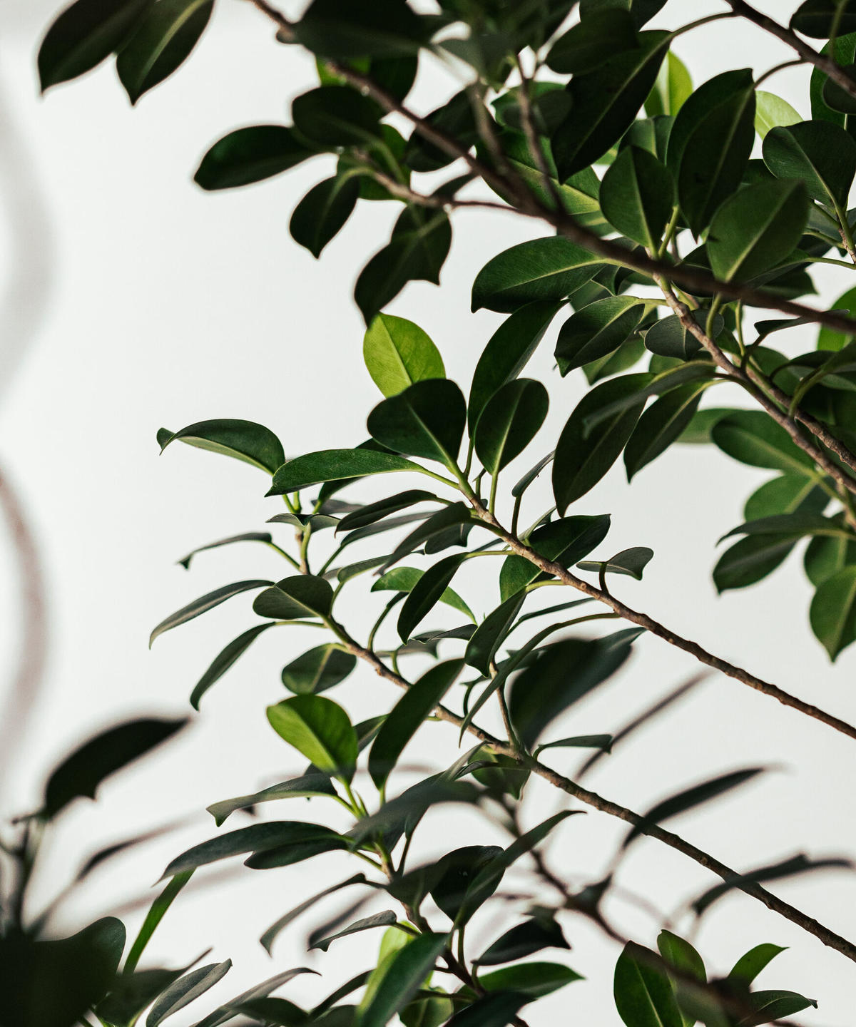 Ficus Nana | フィカス・ナナ | TIANA STORE