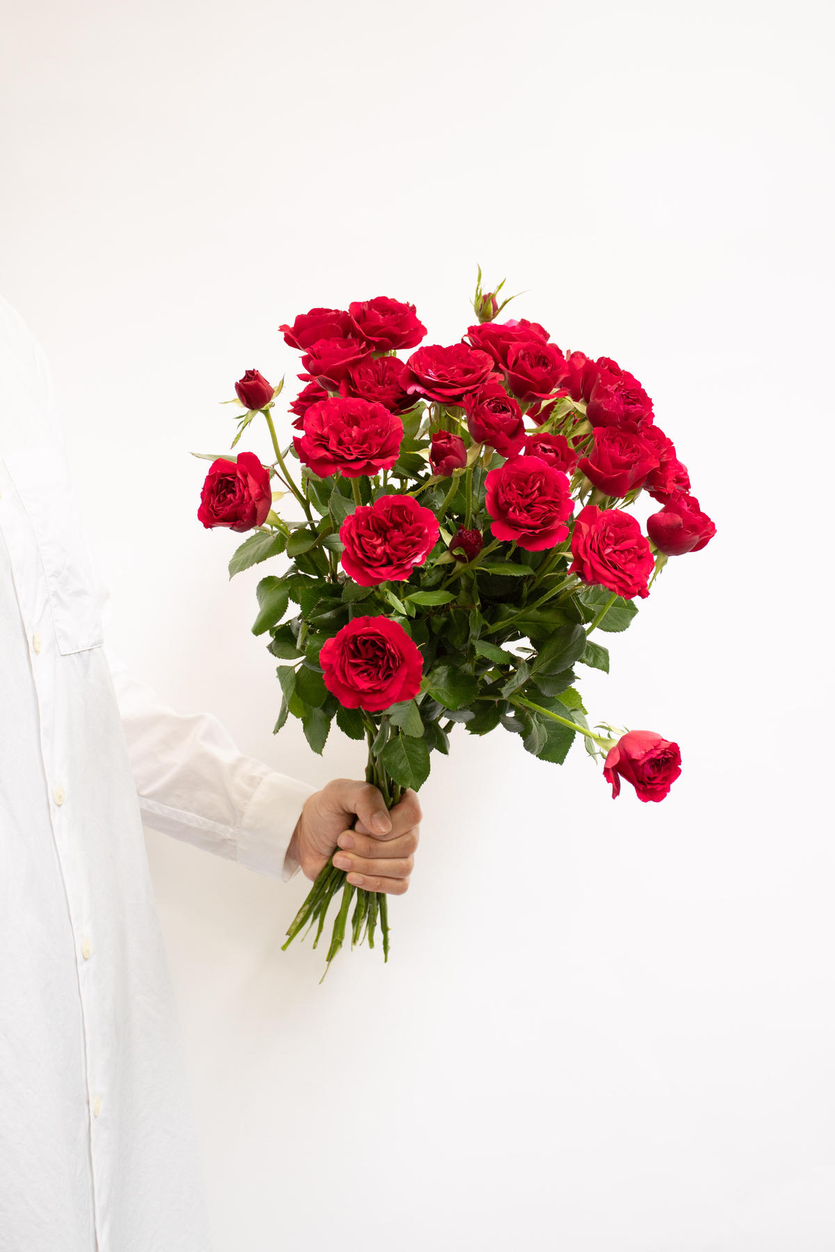 バラ「アンフロレゾン＆アンブルジョン」 | tokyo_shokubutsu_zufu