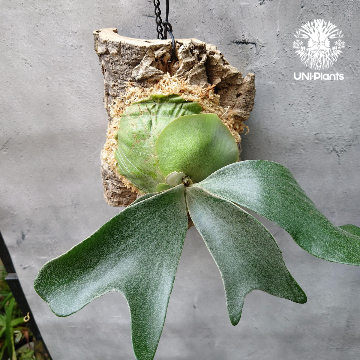 Platycerium Big Form #4 P.willinkii×P.hillii ビカ...