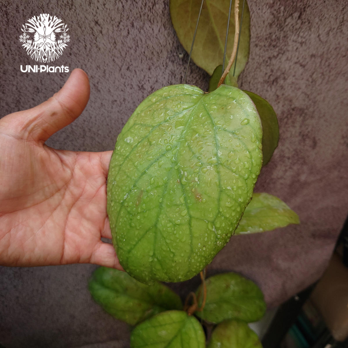 Hoya cv.elephant(AH027) Hoya priktai or Hoya AH...