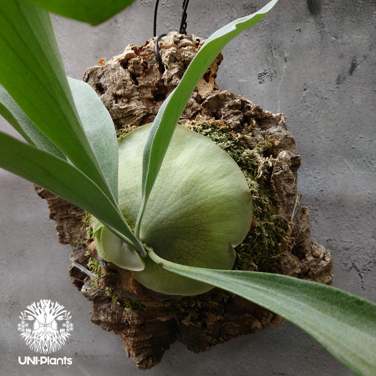 ビカクシダ アルシコルネ Platycerium alcicorne コウモリラン ビカク...