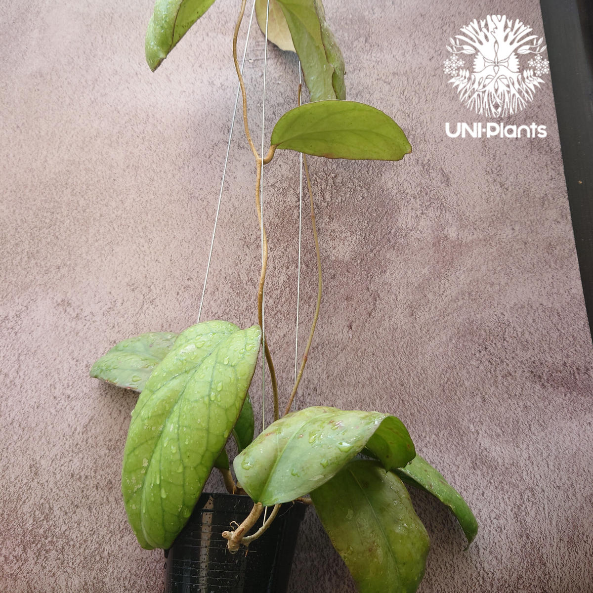 Hoya cv.elephant(AH027) Hoya priktai or Hoya AH...