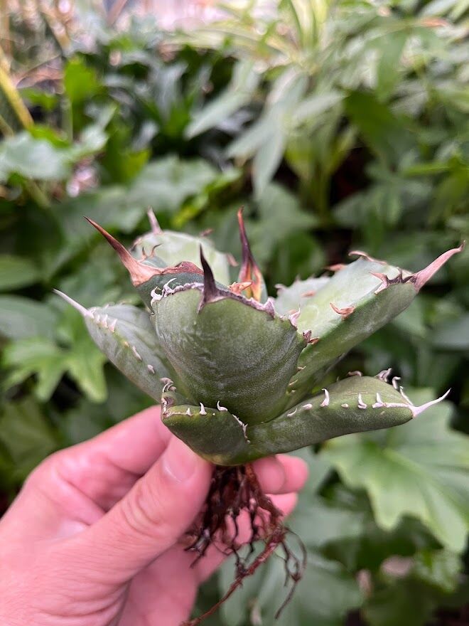 アガベ チタノタ アザラシ 海豹 CS1 agave titanota Compacta 'S...