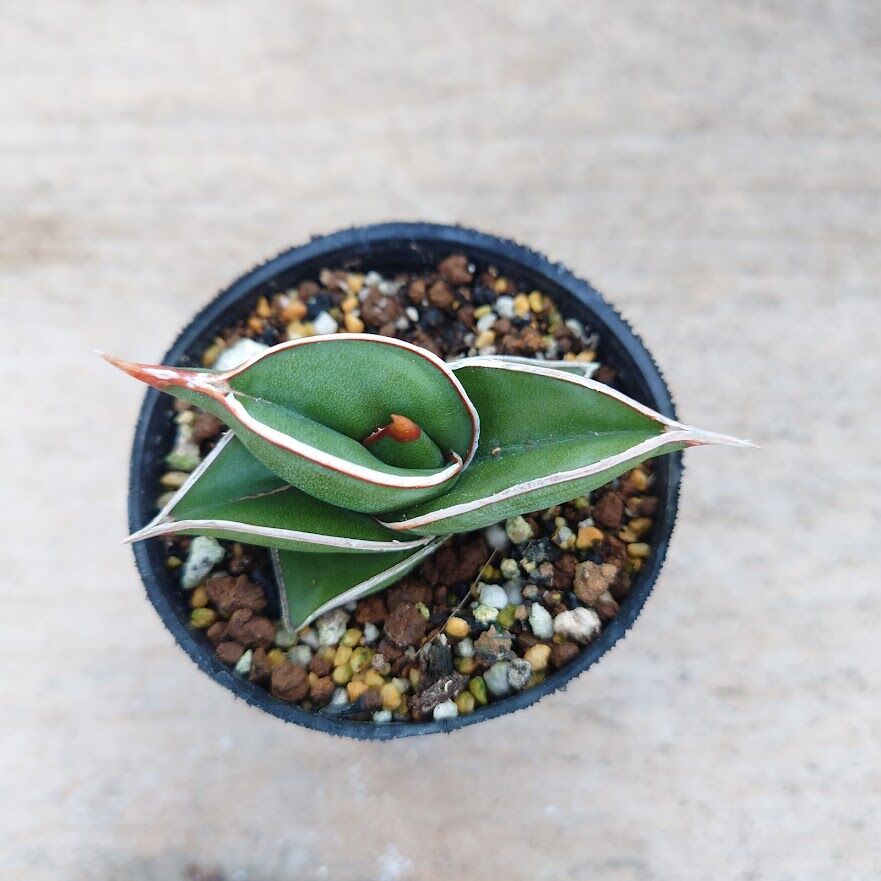 Sansevieria rorida サンスベリア ロリダ R3 | My-Favthings