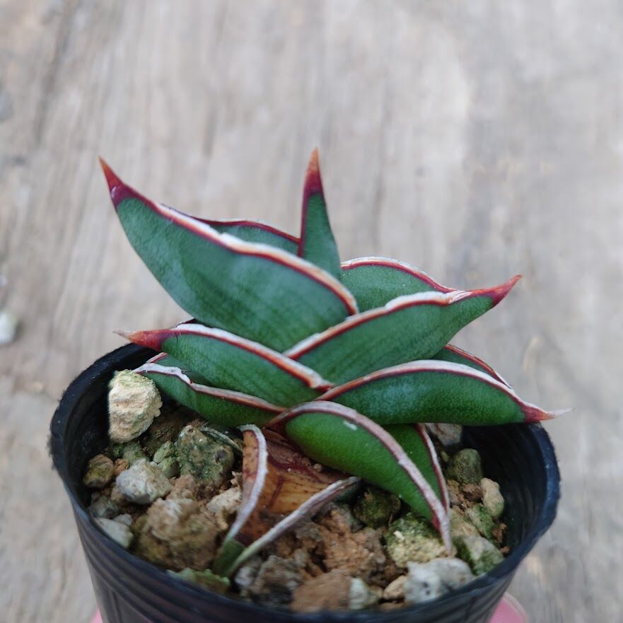 Sansevieria rorida サンスベリア ロリダ 5 | My-Favthings